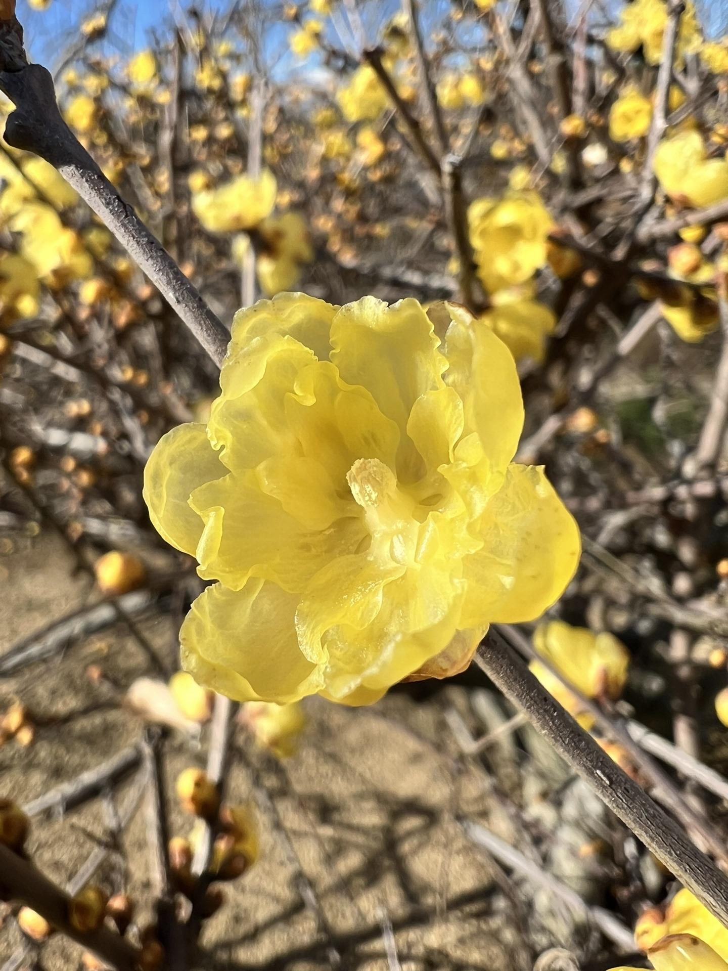 ロウバイ、そろそろ咲いてるかな⁉️ 咲... / KOZO.Mさんのモーメント | YAMAP / ヤマップ