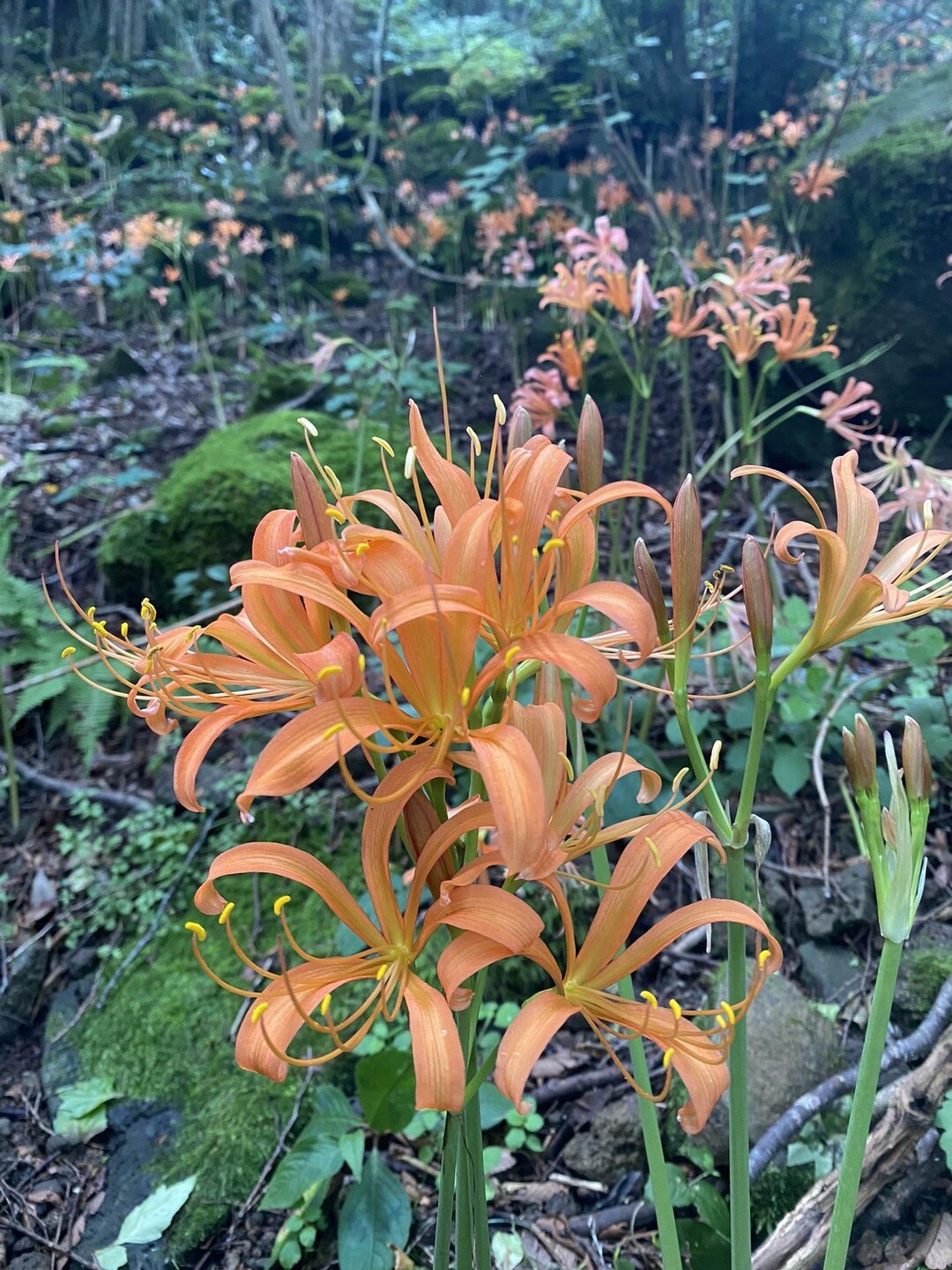 八幡岳 / kayoさんの八幡岳・眉山・女山の活動日記 | YAMAP / ヤマップ
