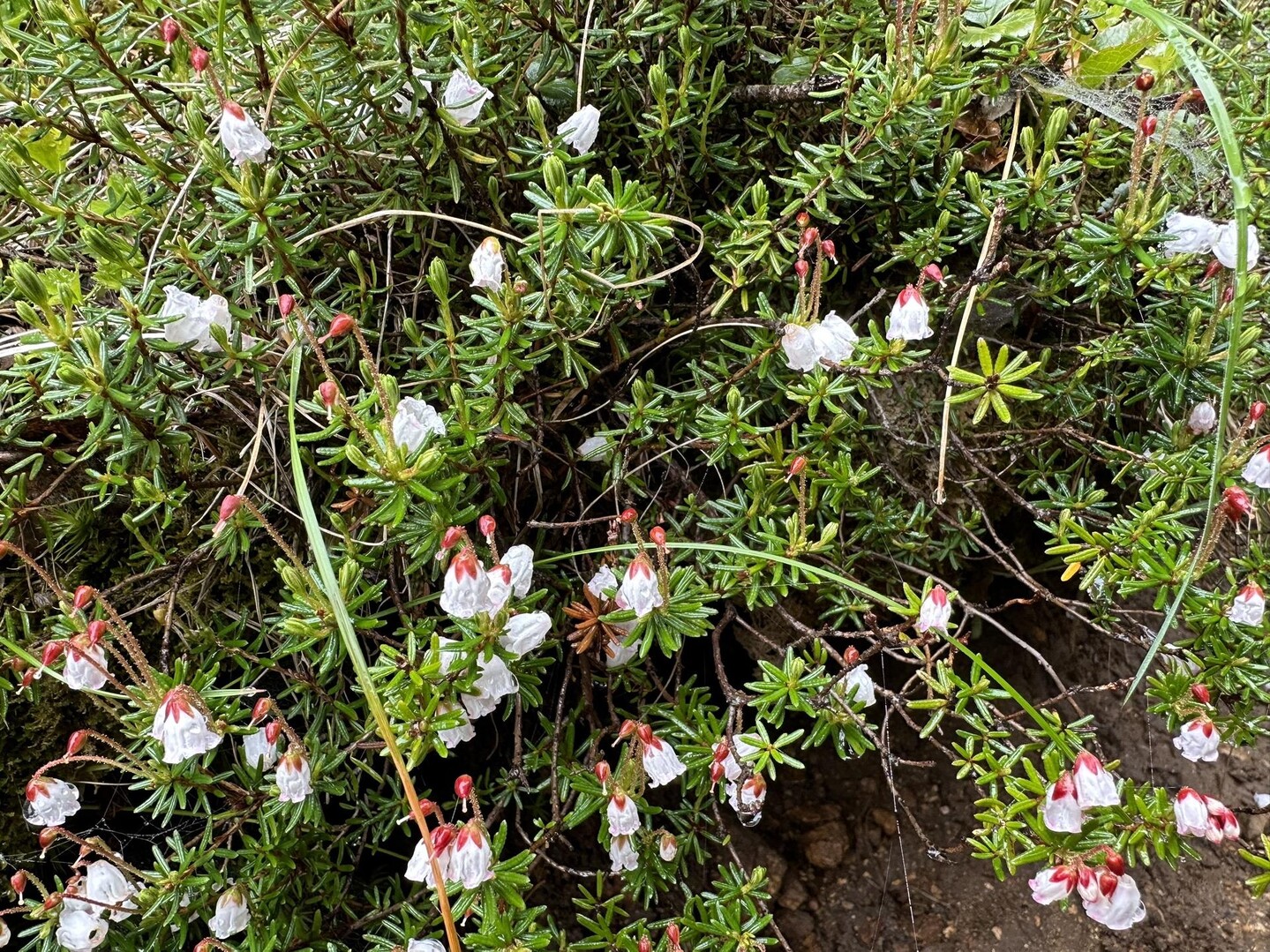 この一週間で沢山お花が開花してます🥰 ... / Azuさんのモーメント | YAMAP / ヤマップ