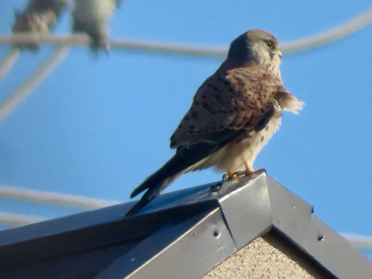 自宅の窓から野鳥観察 第32弾 今年最... / otaksaさんのモーメント | YAMAP / ヤマップ