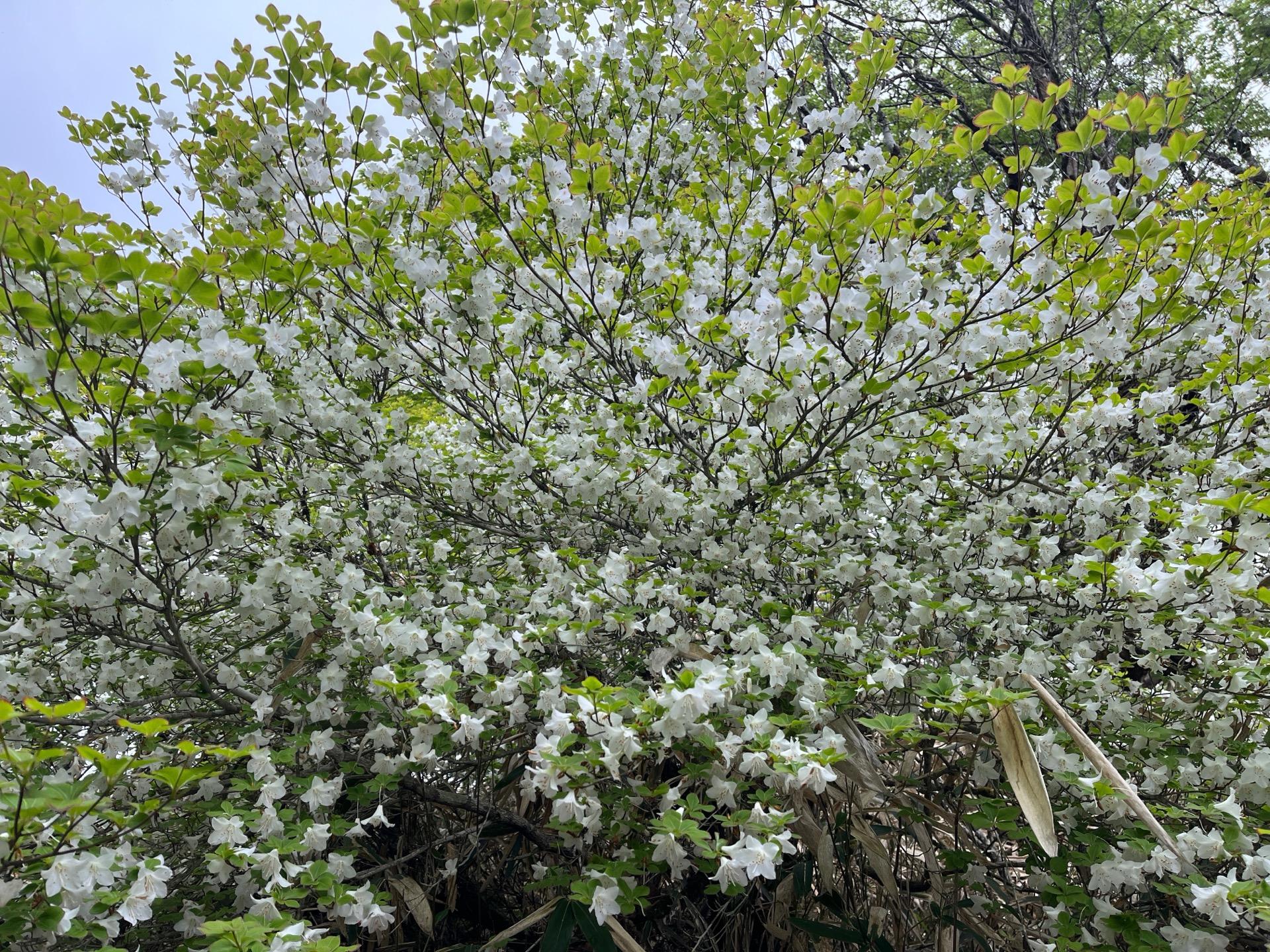 下十枚山(シロヤシオのお花見) / HALさんの十枚山の活動データ | YAMAP / ヤマップ