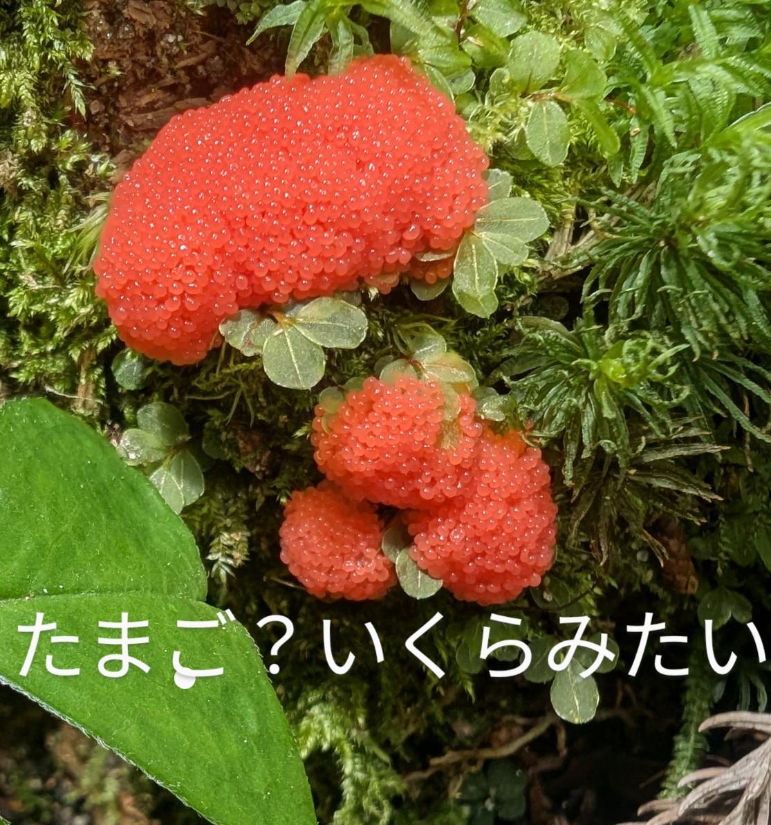 金剛山・葛木岳#68 / けんけんさんの金剛山・二上山・大和葛城山の活動日記 | YAMAP / ヤマップ