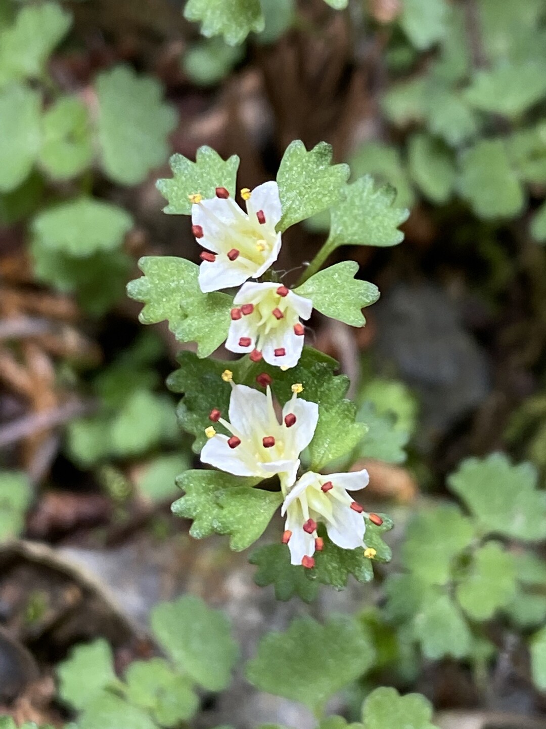 向山・花瓶山 / Kzさんの花瓶山の活動日記 | YAMAP / ヤマップ