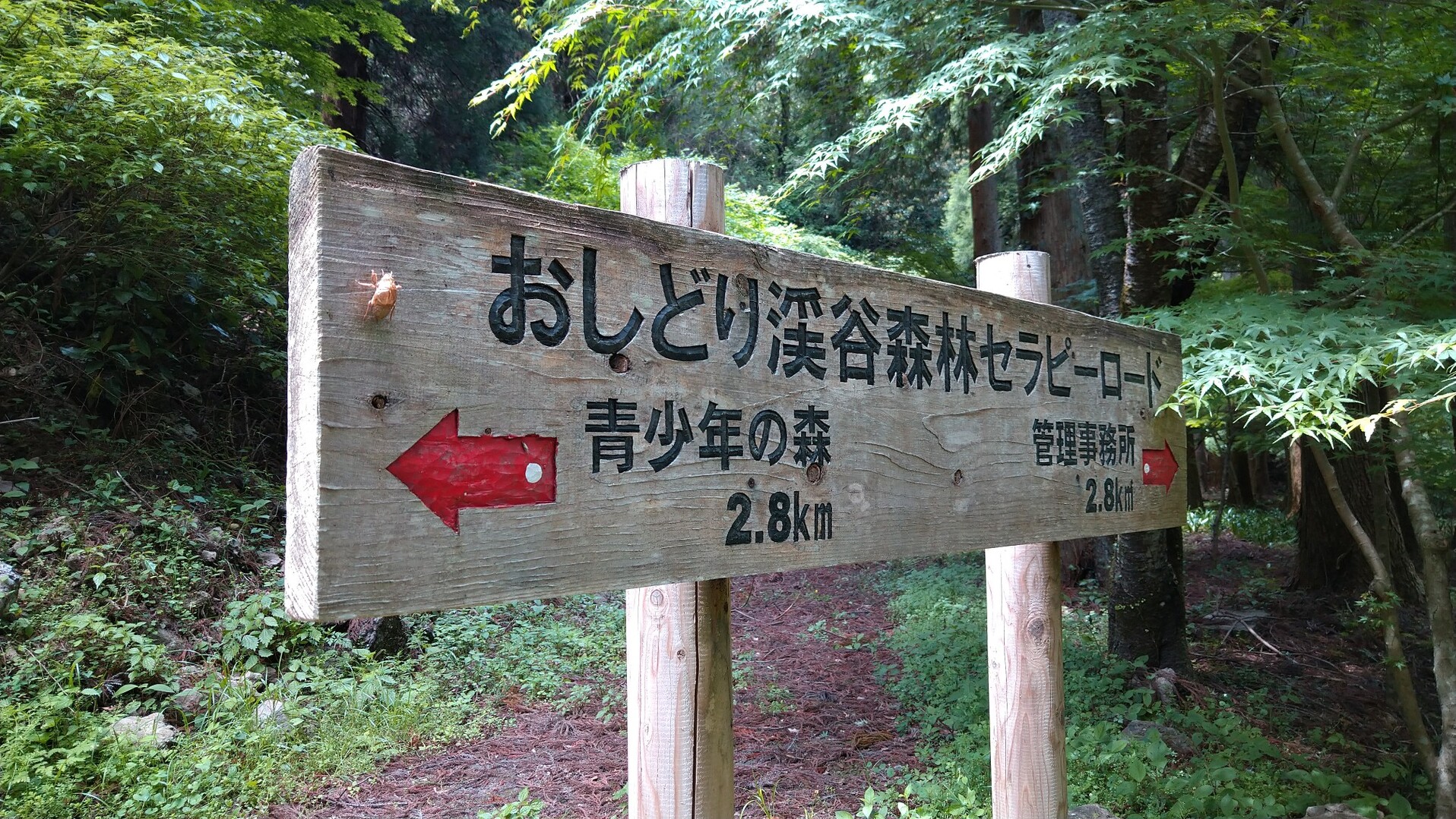 2021-05-04 おしどり渓谷 / マッチ009さんの登山の活動データ | YAMAP / ヤマップ