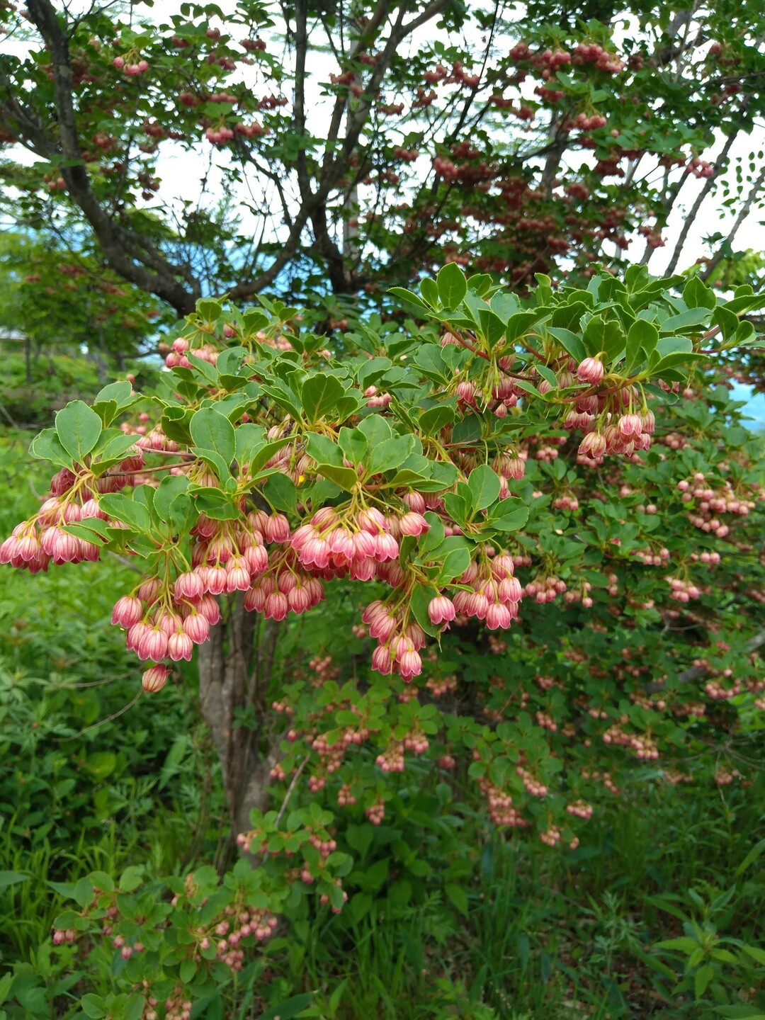 サラサドウダン （更紗満天星または更紗灯... / ニッコウキスゲさんのモーメント | YAMAP / ヤマップ