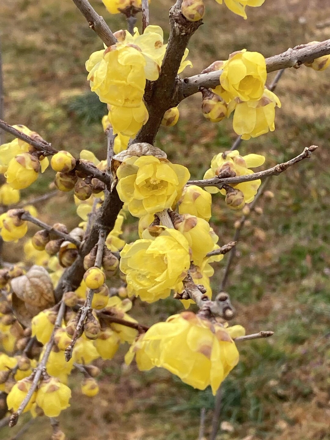 いつものランニングコース ロウバイの花 / Ken24g3さんのモーメント | YAMAP / ヤマップ