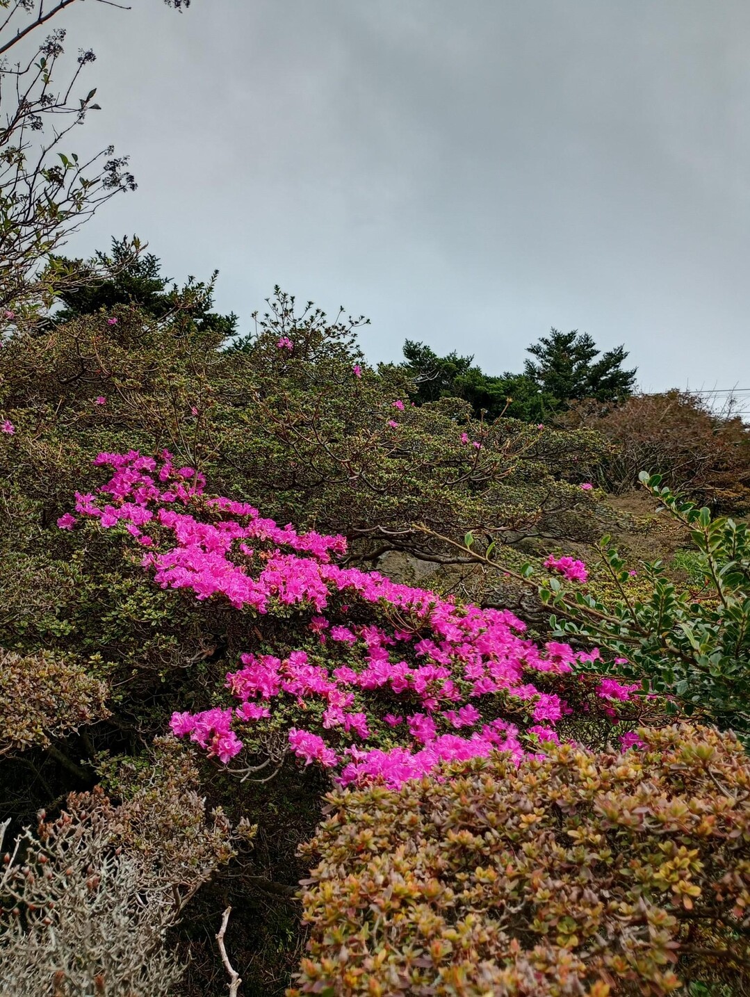 立岩の峰・普賢岳（雲仙岳） / さきさんの雲仙岳・普賢岳・絹笠山の活動データ | YAMAP / ヤマップ