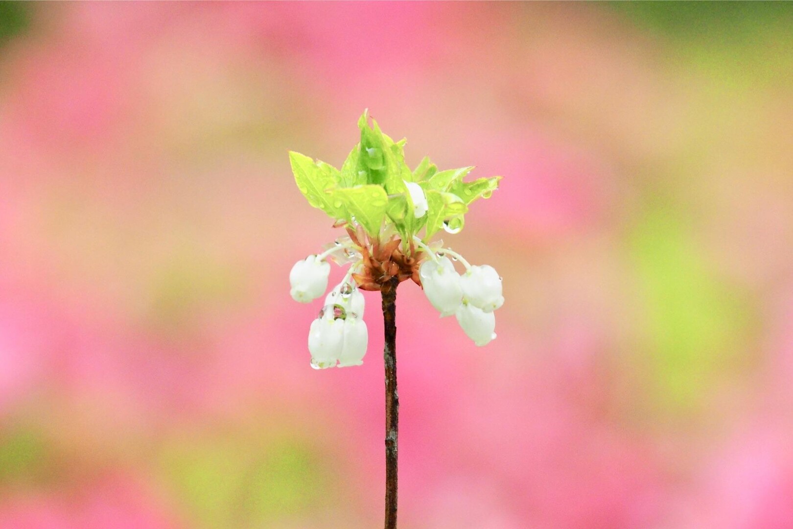 休憩時間を利用して雨上がりの公園へ雨滴が... / shouichiさんのモーメント | YAMAP / ヤマップ