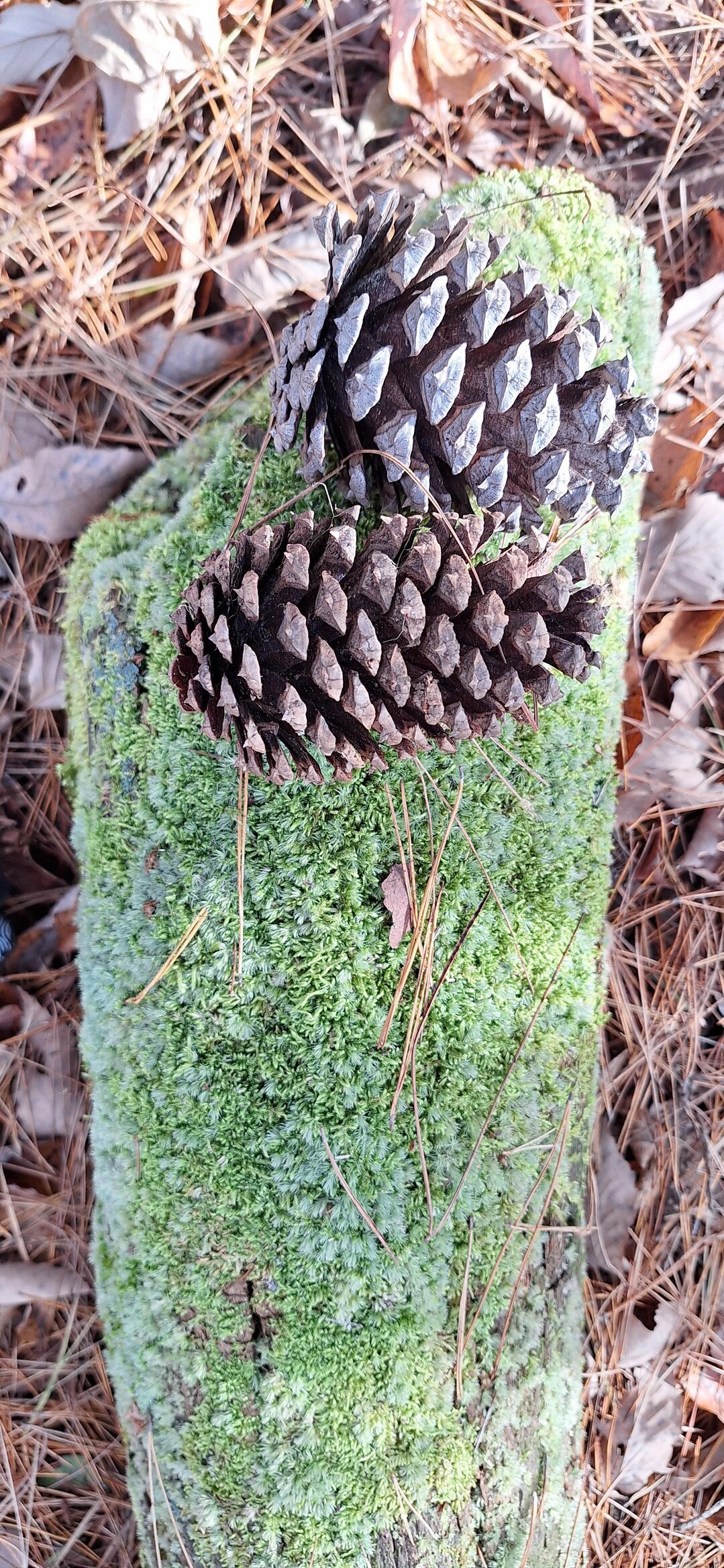低山山行-8:栗の木山 / akoh_jiさんの三濃山・感状山の活動データ | YAMAP / ヤマップ