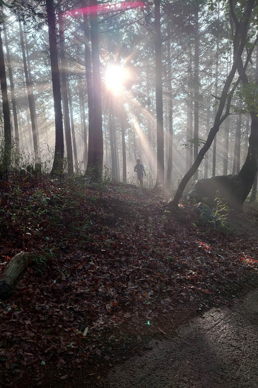 ミストサウナの女山 / ta2さんの鳴神山・吾妻山の活動データ | YAMAP / ヤマップ