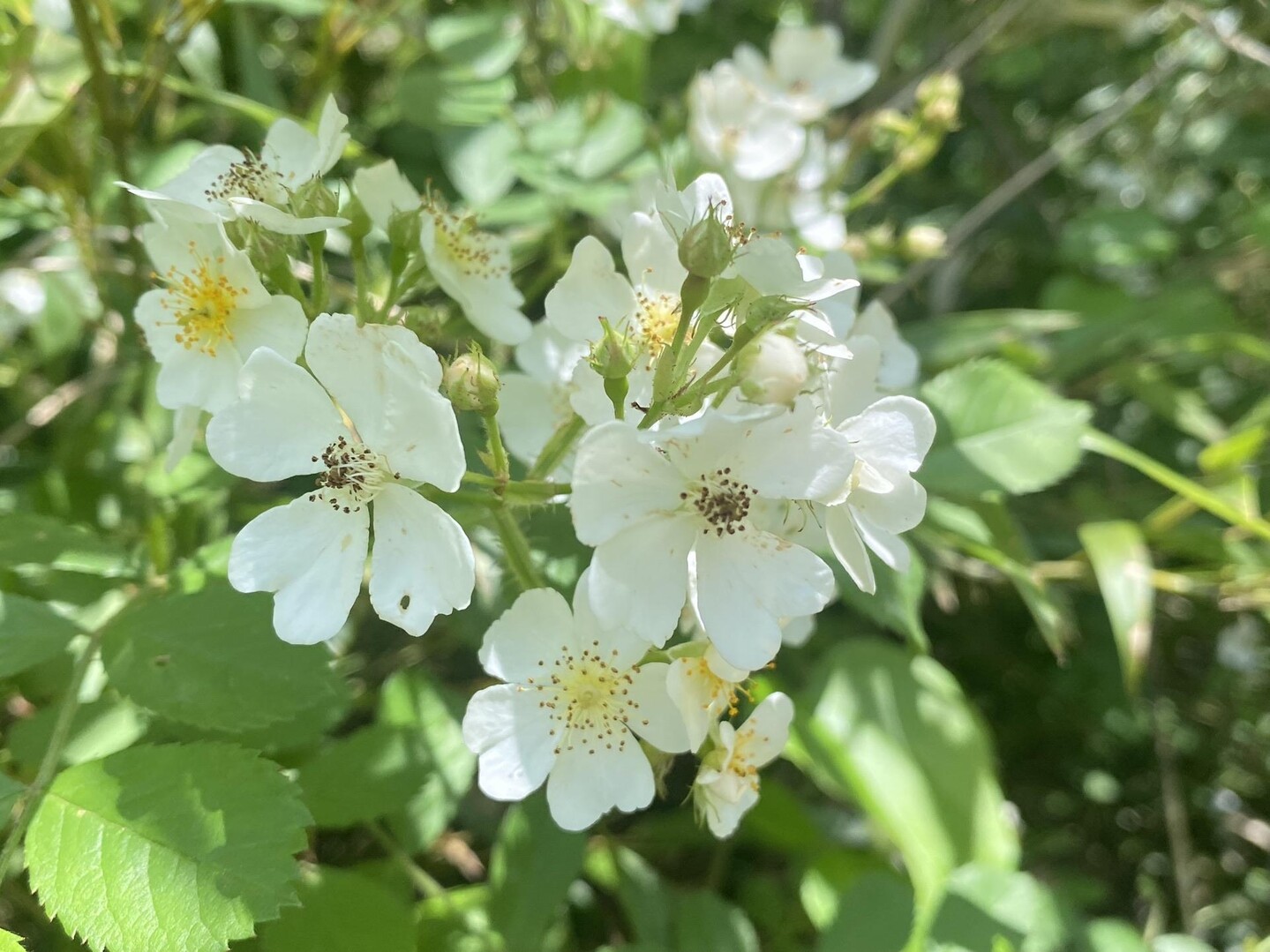 南宮山（伊賀小富士）・岡山・車塚・荒木山(阿牛乃嶽) / Taka32さんの南宮山（伊賀小富士）の活動データ | YAMAP / ヤマップ