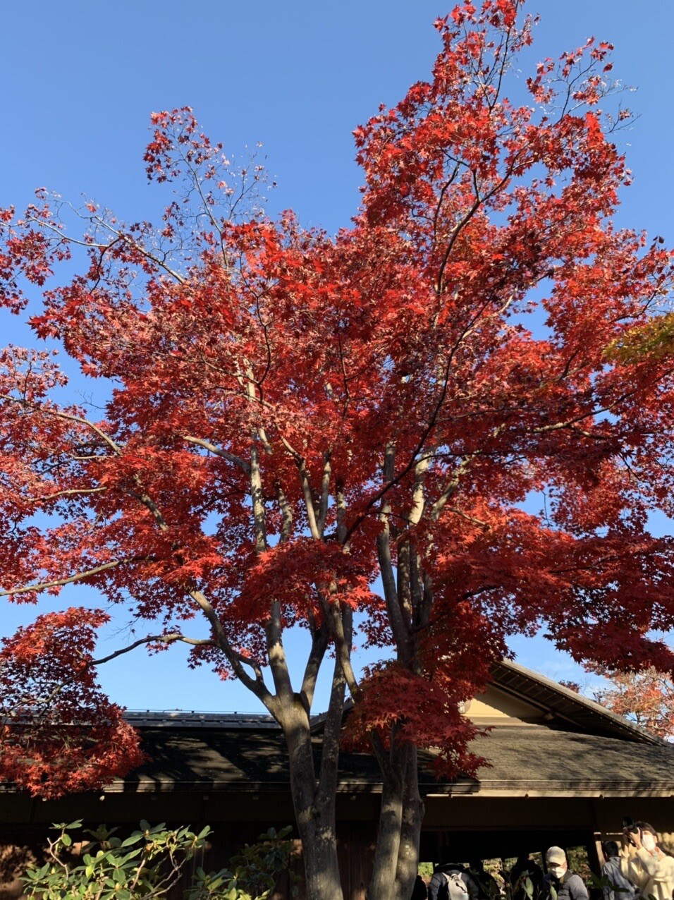 昭和記念公園をお散歩(^^) 紅葉🍁... / yu-kiさんのモーメント | YAMAP / ヤマップ