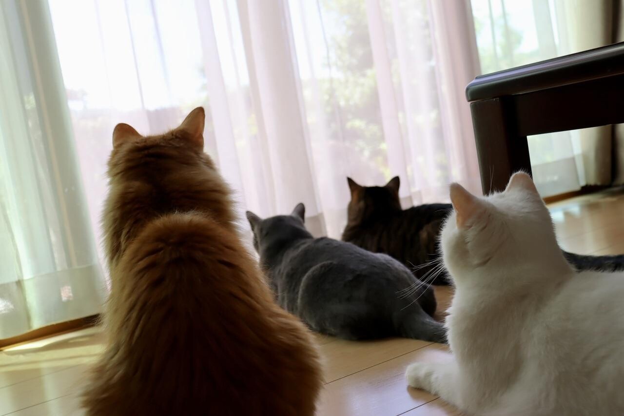 Neko darake のページ | YAMAP / ヤマップ