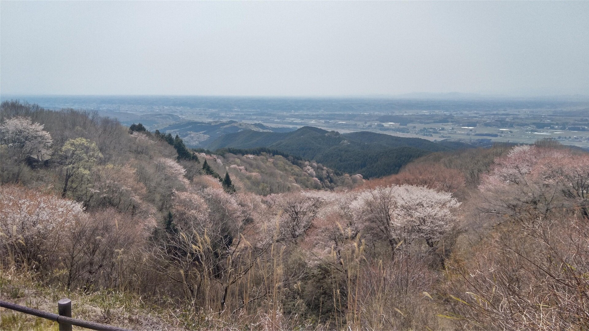 「こてさくら🌸」御亭山 / Neo-amaterasuさんの御亭山の活動データ | YAMAP / ヤマップ