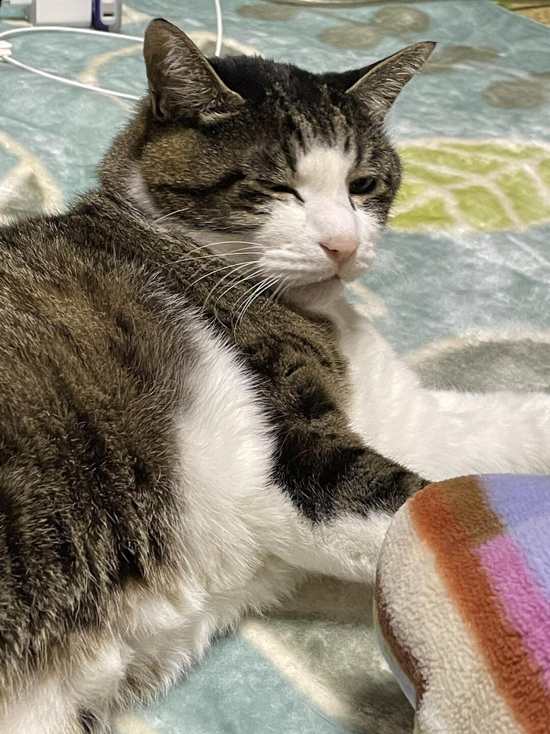 猫ブログ(ごろ寝) https://b... / naoさんのモーメント | YAMAP / ヤマップ