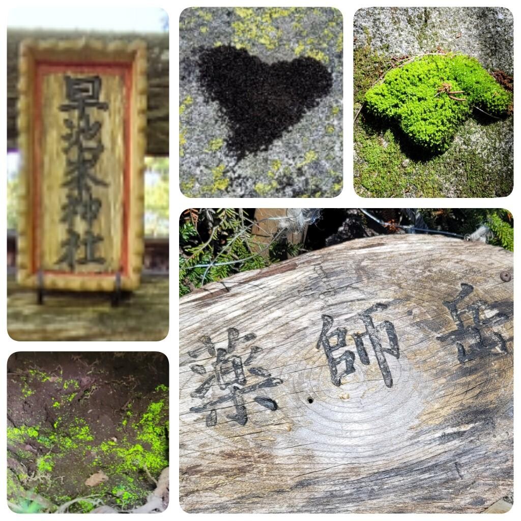 6.11 薬師岳 / koke🌿さんの早池峰山・薬師岳・鶏頭山の活動データ | YAMAP / ヤマップ