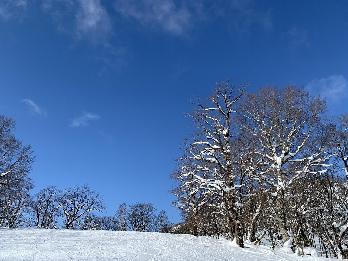 大晦日めいほうスキー場-2022-12-31 / neon neoさんのめいほうスキー場の活動データ | YAMAP / ヤマップ