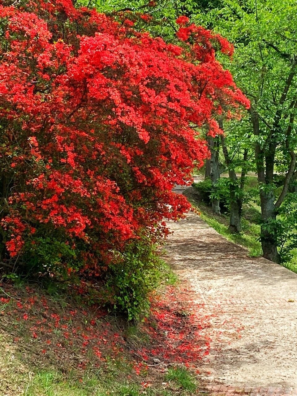 王子が岳の野草 今日は暑かったな。 真... / tomyさんのモーメント | YAMAP / ヤマップ