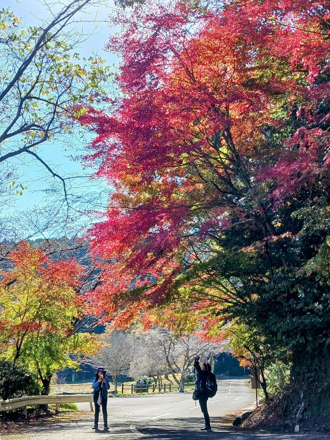 脚を丈夫に🦵 両子山・トンガリ山 / hiroyoさんの六郷満山（国東半島）の活動データ | YAMAP / ヤマップ