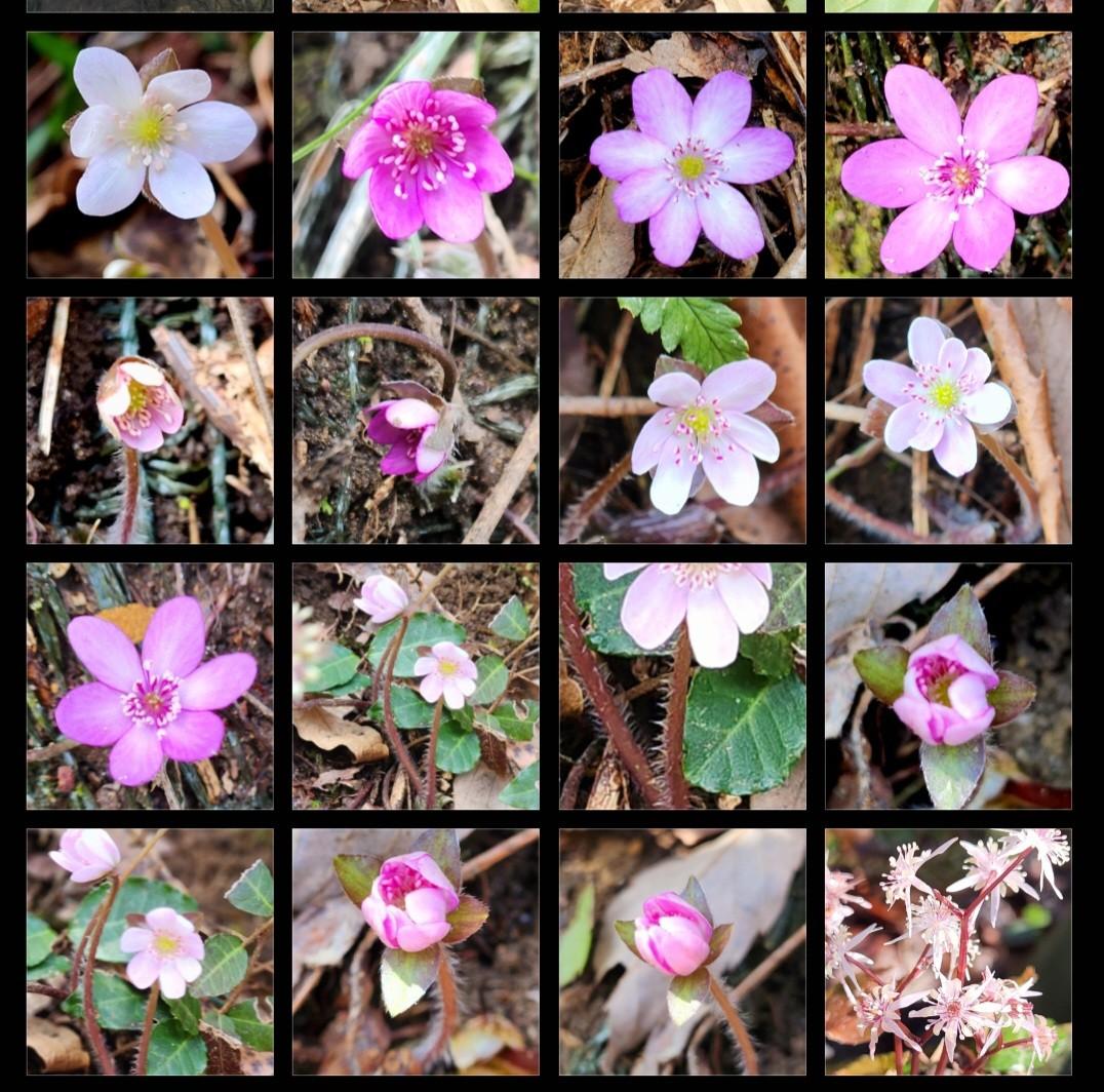 3月20日(木)晴れ 春を満喫しに二上山... / chieさんのモーメント | YAMAP / ヤマップ