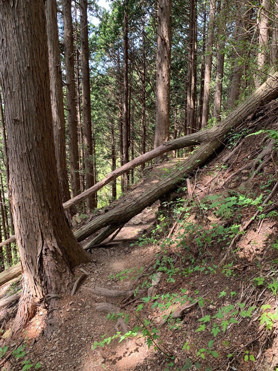 zenさんの投稿したフィールドメモ | YAMAP / ヤマップ