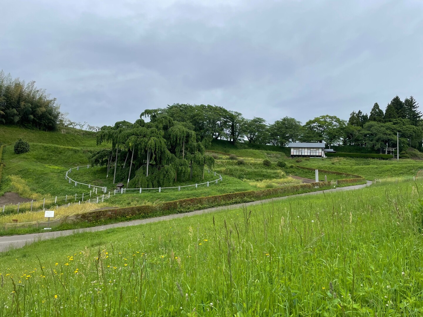 高柴山からの帰路 三春の滝桜へ立ち寄り / ゆうきさんのモーメント | YAMAP / ヤマップ