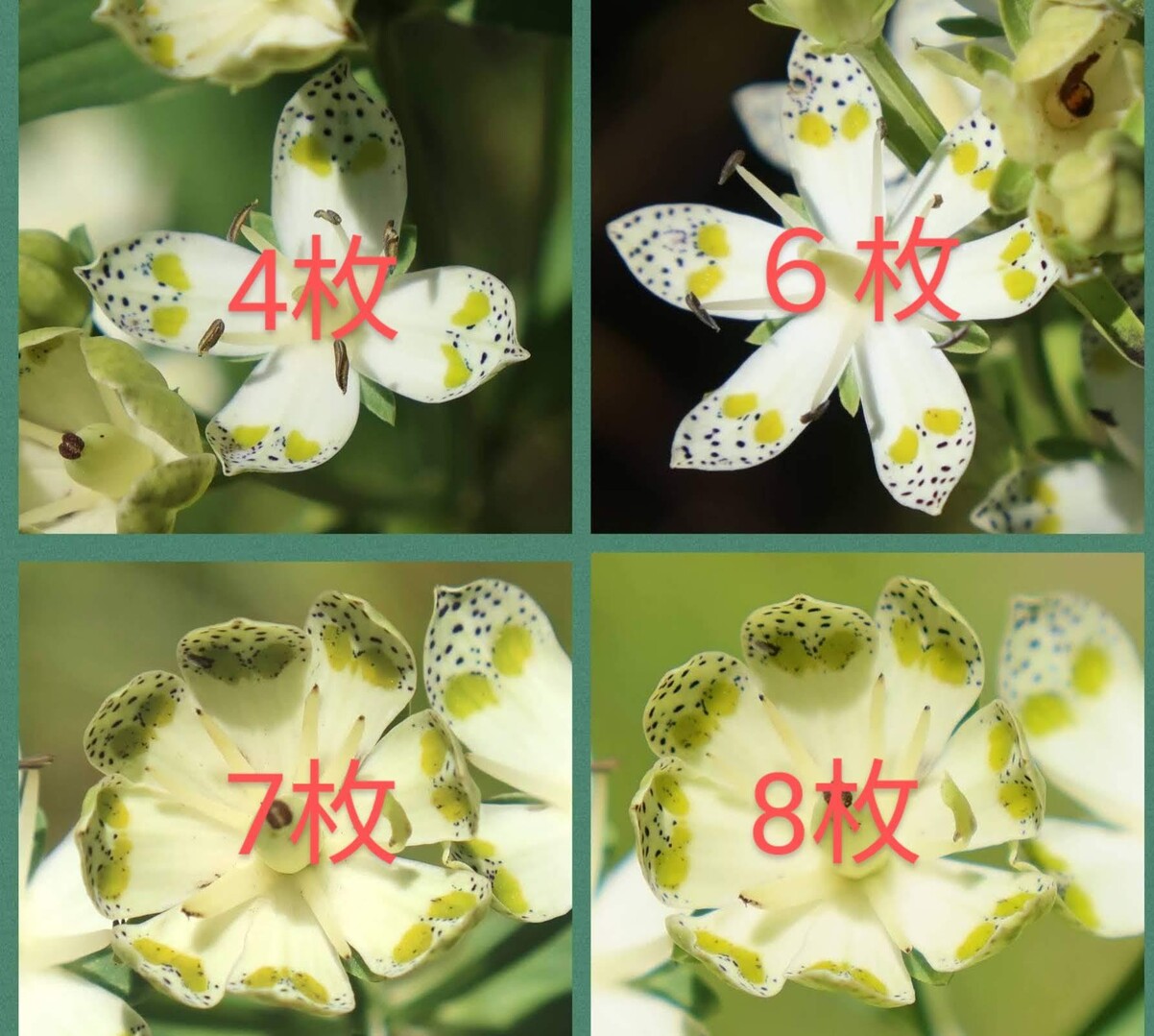 入笠山でレア花を探そう！ 遊び花さんぽ😁 / kunsanさんの入笠山の活動データ | YAMAP / ヤマップ