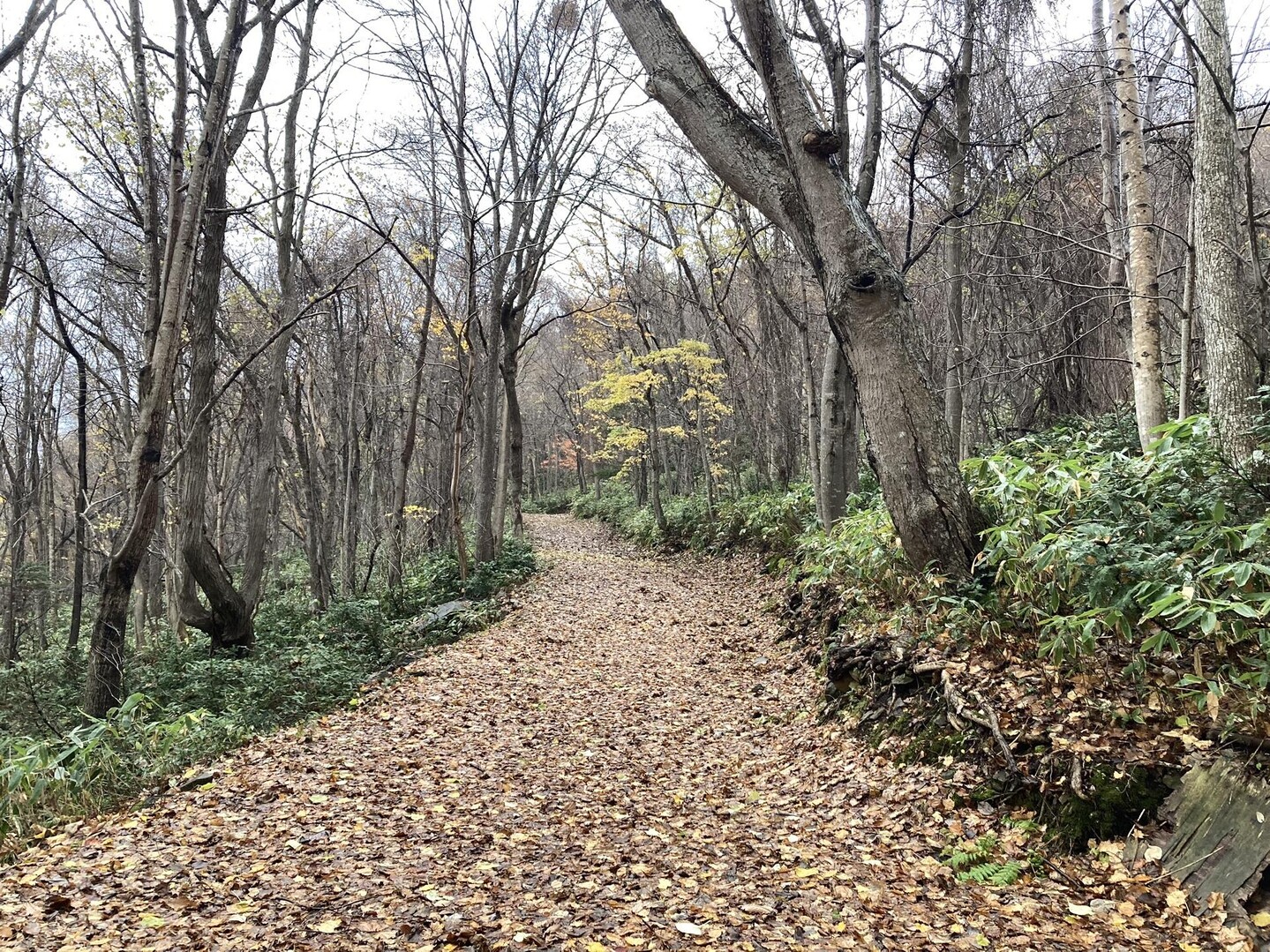 藻岩山朝活 / 2525さんの藻岩山の活動データ | YAMAP / ヤマップ