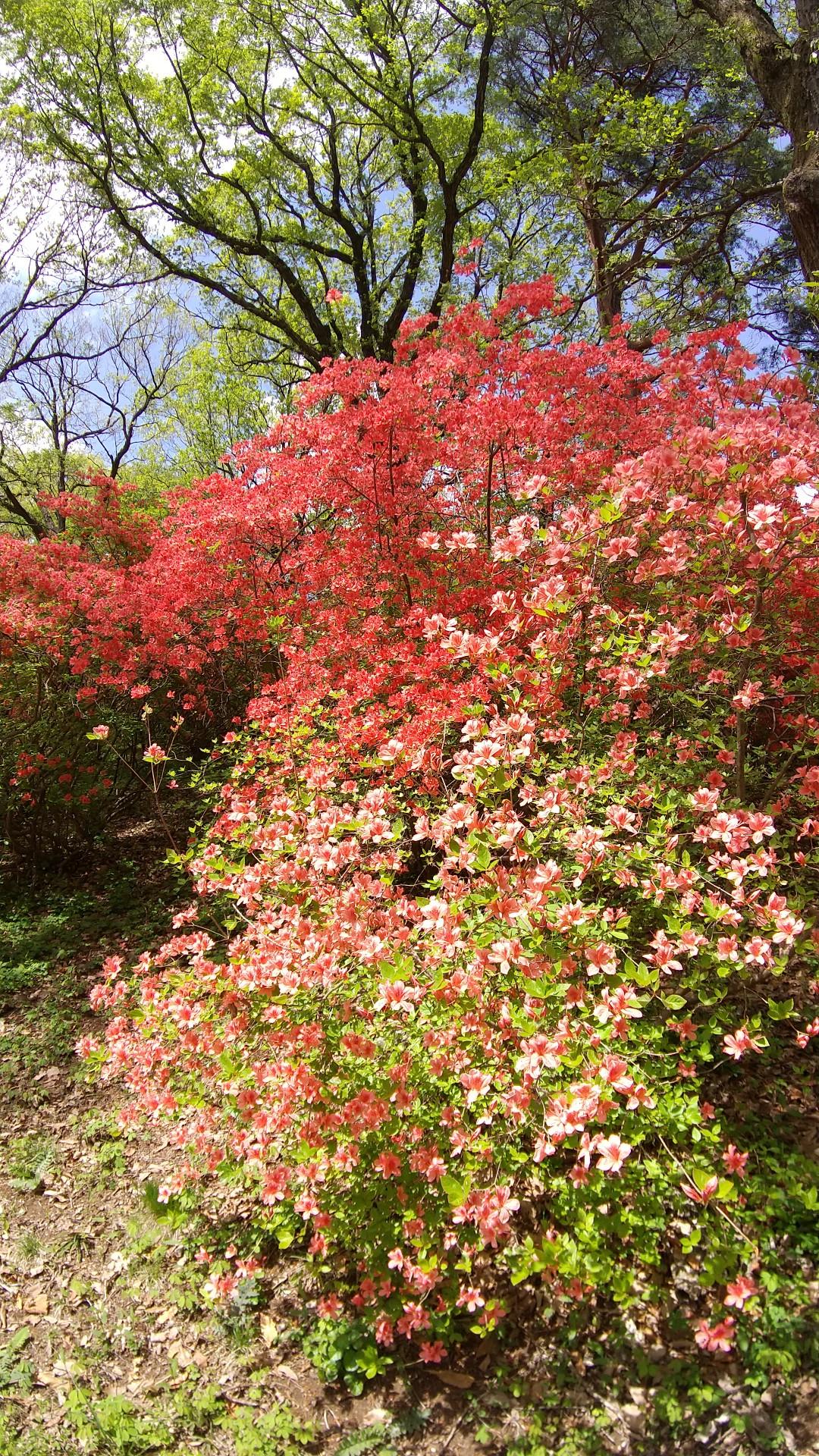 武蔵・皇鈴山、二本木峠 ヤマツツジ満開！... / 三丁目大納言さんのモーメント | YAMAP / ヤマップ