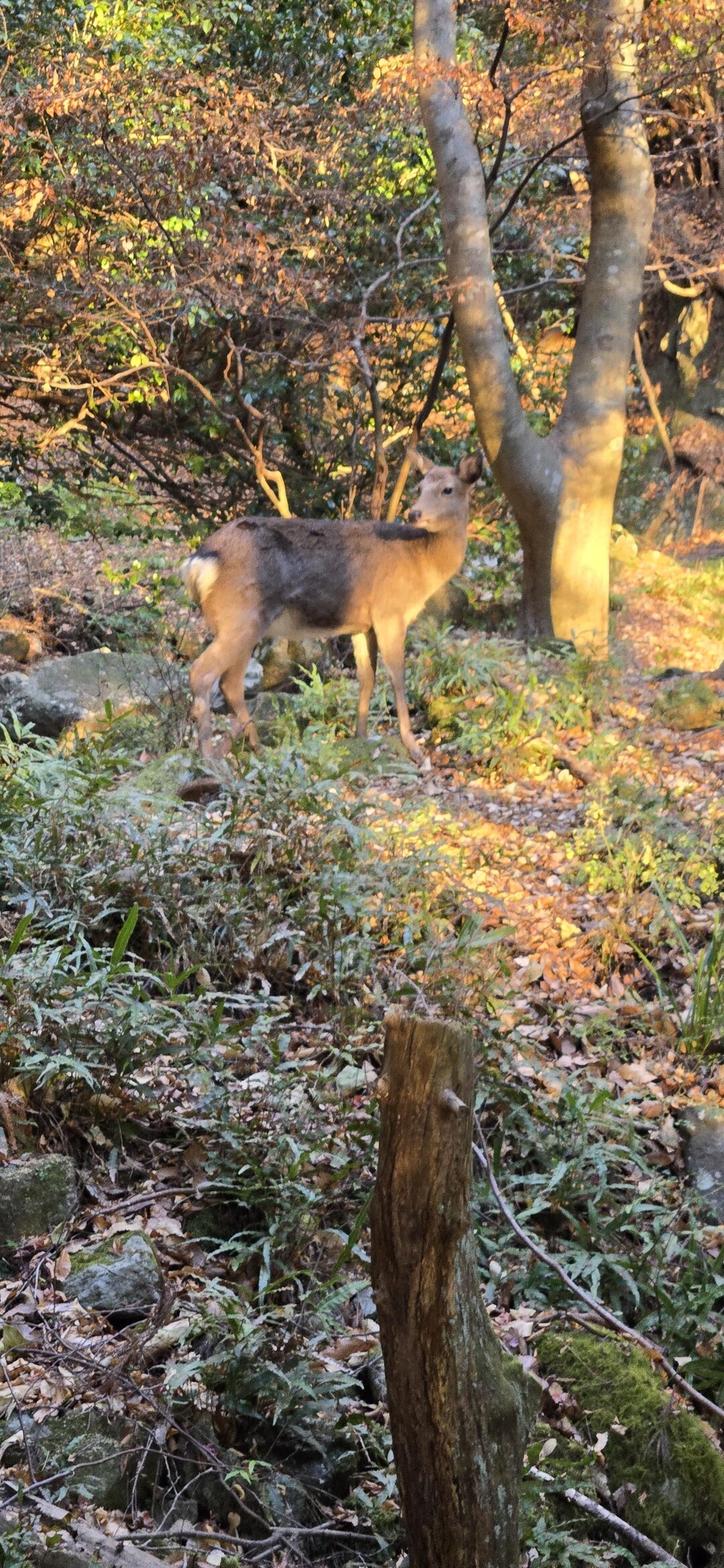 大山 / SC30さんの大山の活動データ | YAMAP / ヤマップ