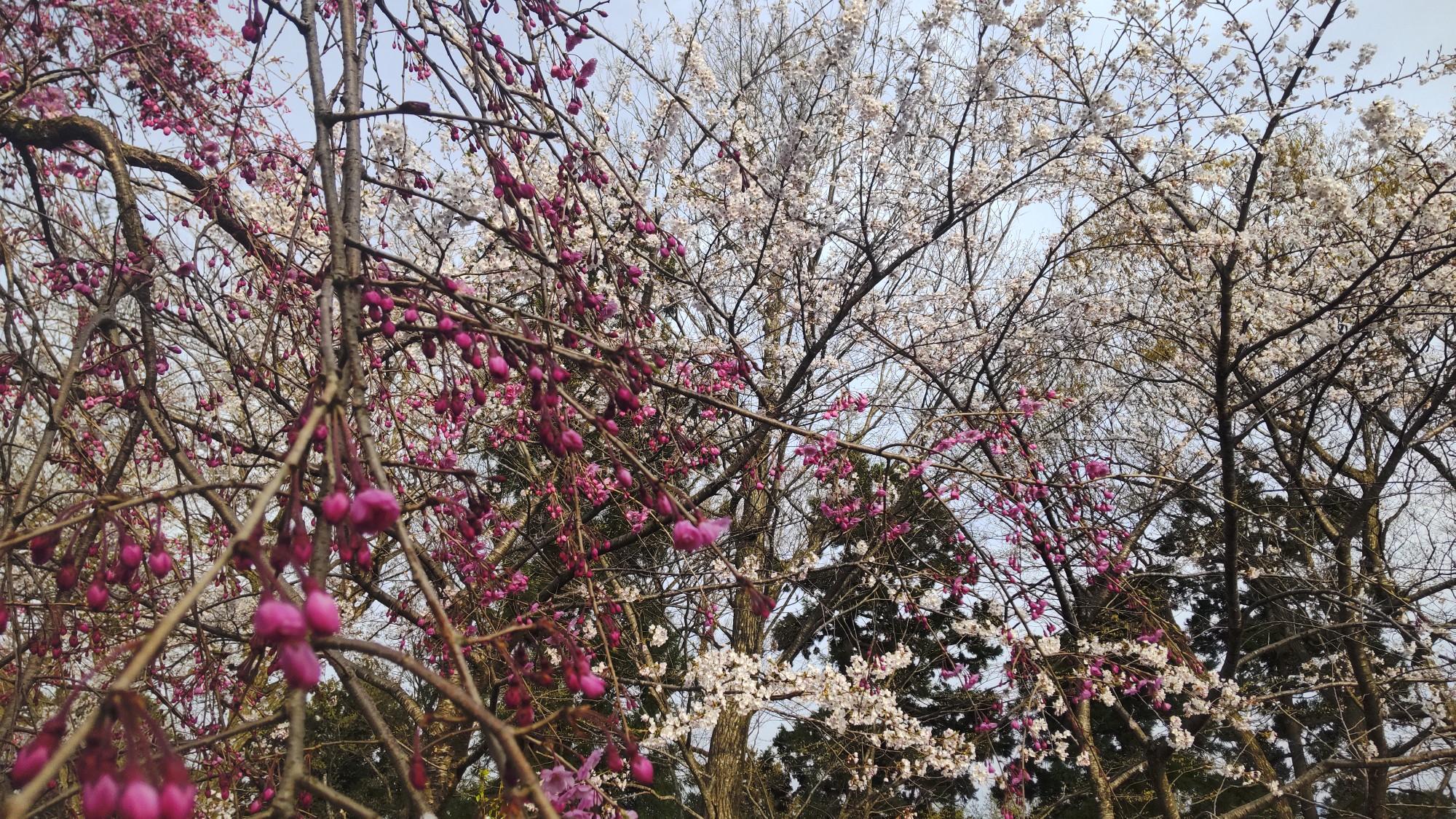 文殊山 https://tabibto.... / てんぐのこさんのモーメント | YAMAP / ヤマップ