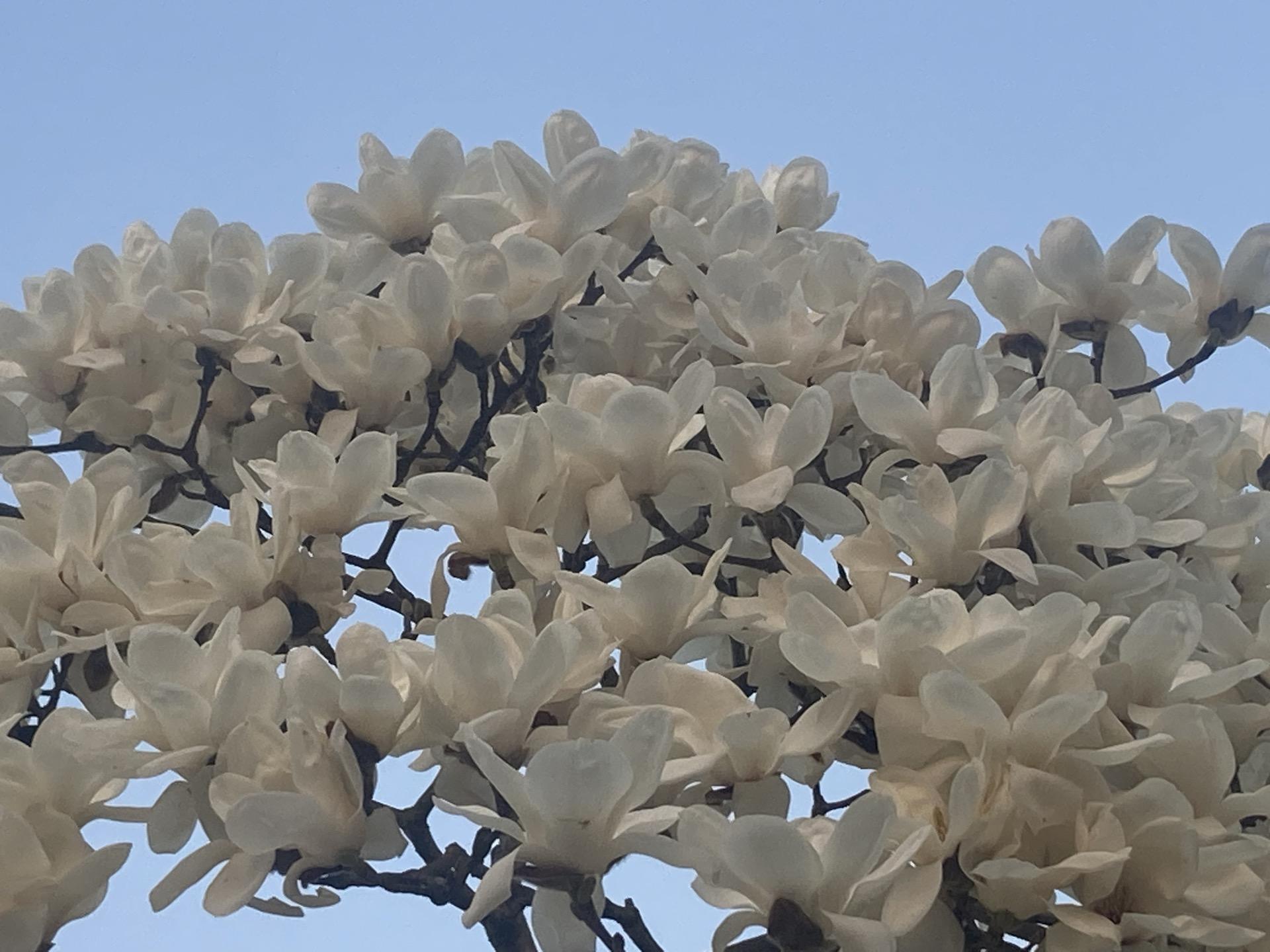 明日は ☂️ということで、仕事帰りに実家... / Ryu 🐉さんのモーメント | YAMAP / ヤマップ