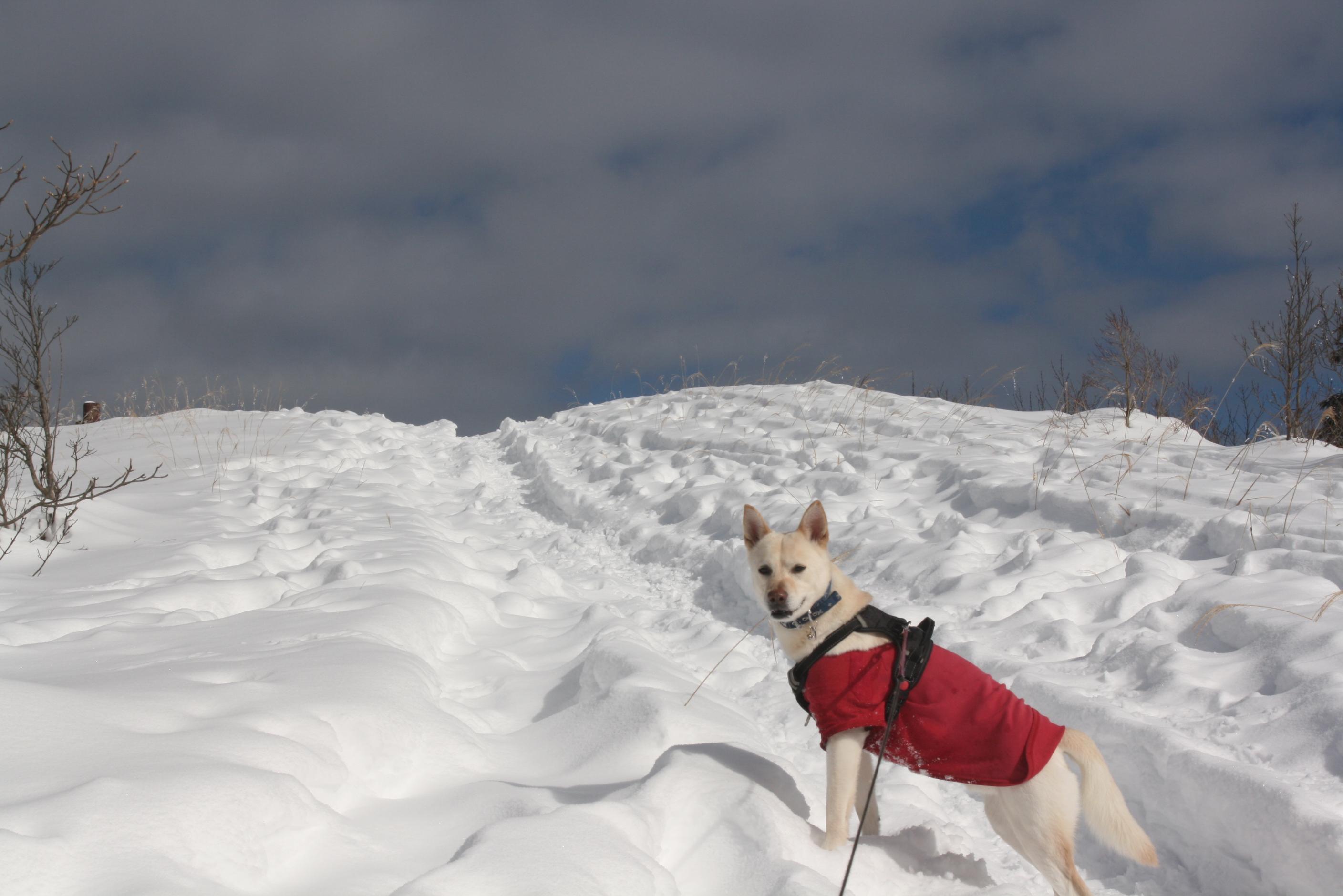 【動画あり】高清水高原 / こうじ GAKさんの伯州山・霧ヶ原の活動データ | YAMAP / ヤマップ