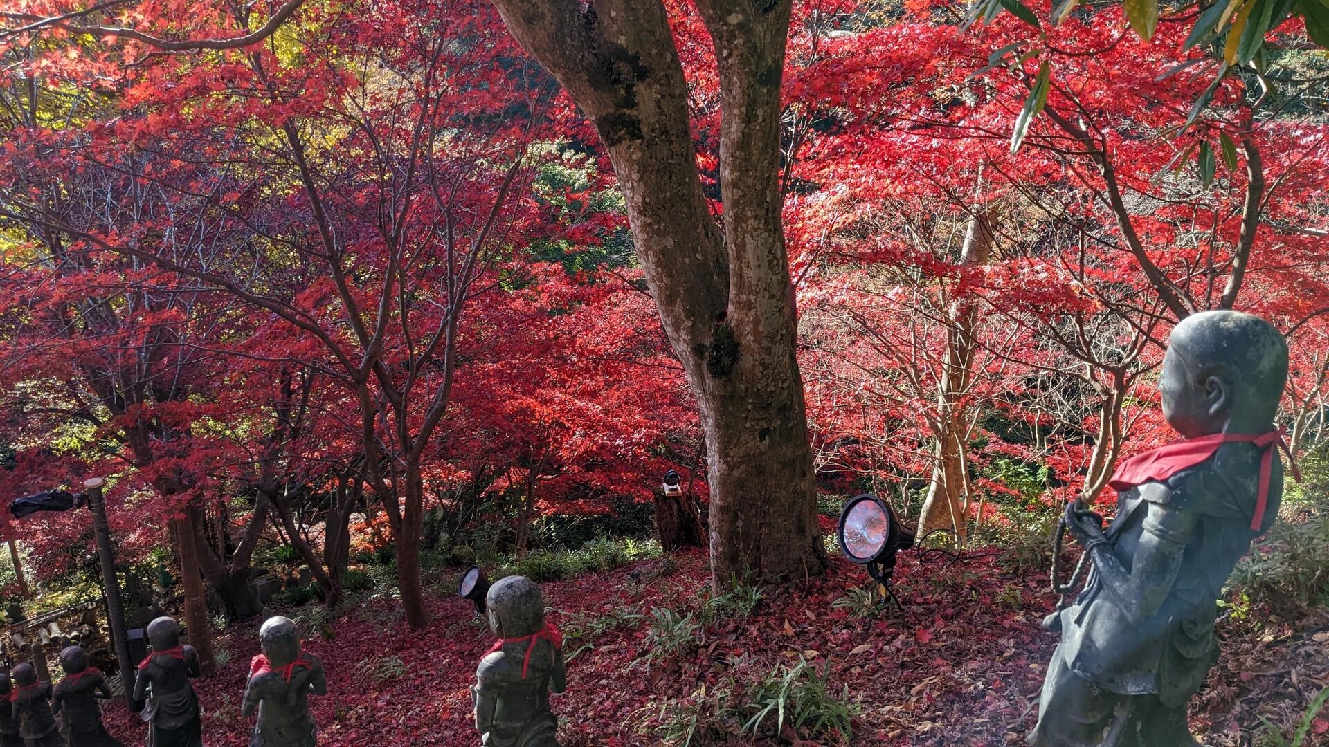 大山紅葉狩り / G3さんの大山の活動データ | YAMAP / ヤマップ