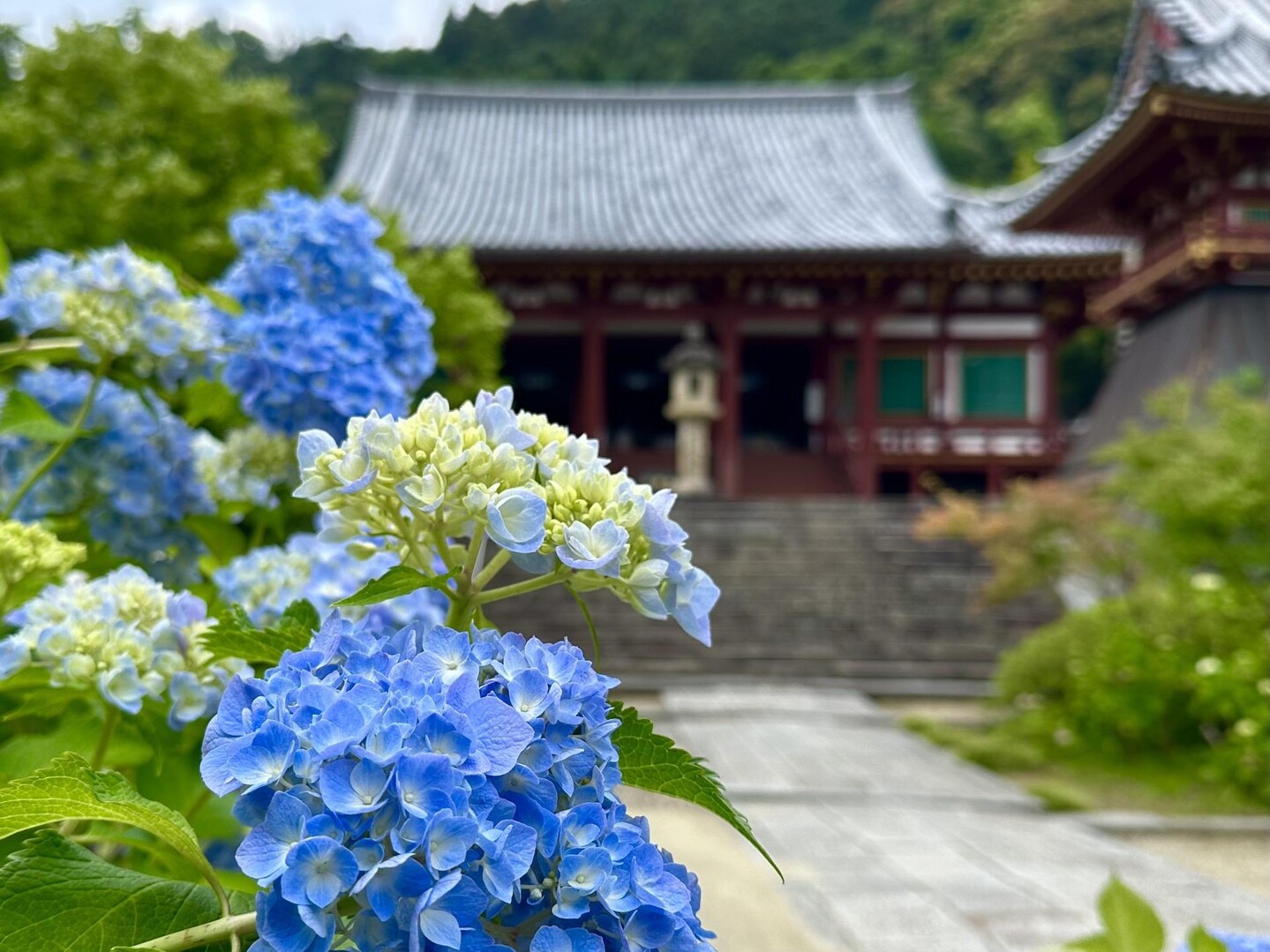 矢田寺の💠紫陽花💠回廊🩷🍃 松尾山⛰️ / nataiさんの矢田丘陵・法隆寺の活動日記 | YAMAP / ヤマップ