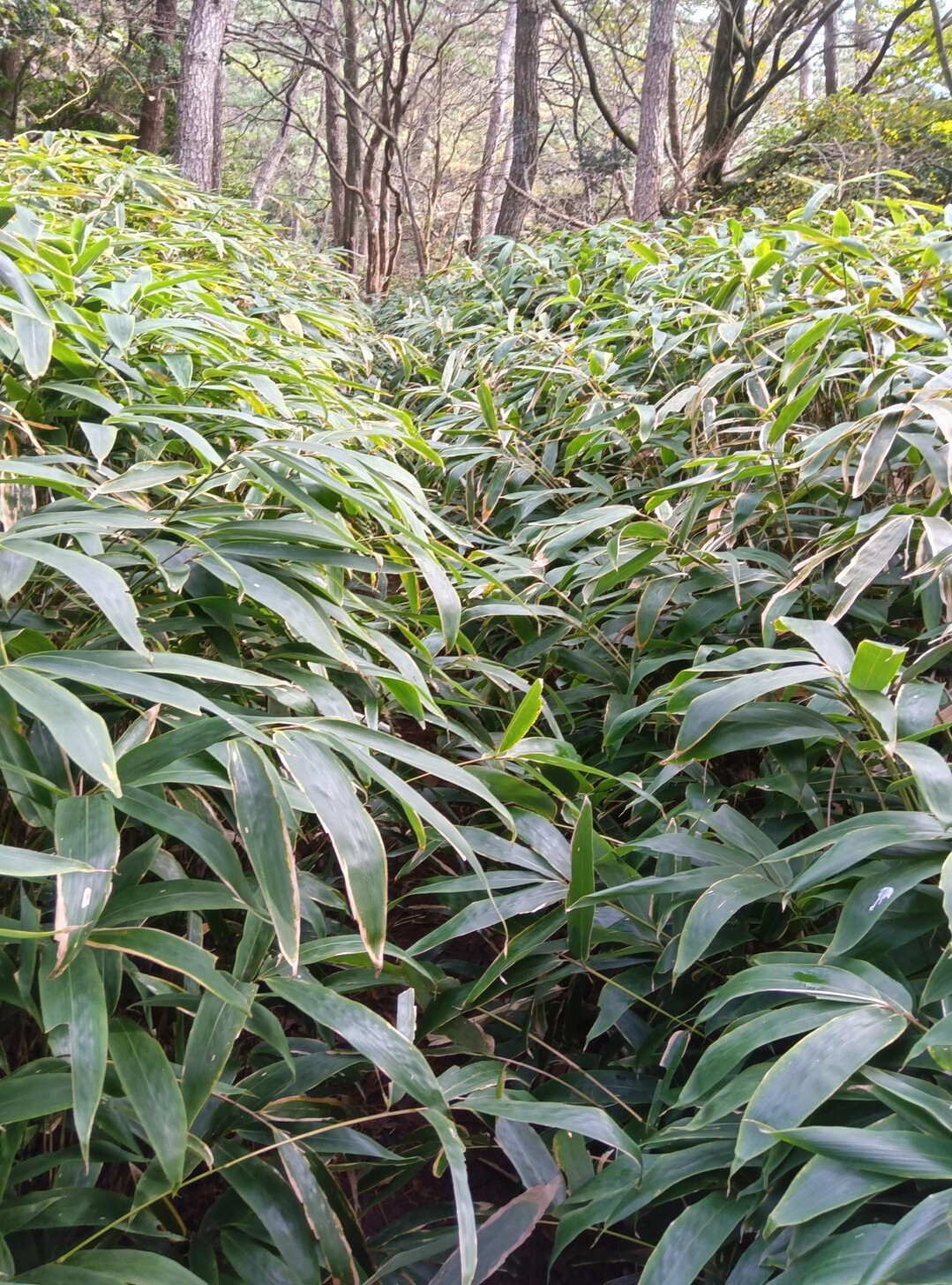 ヤマヒロ1215さんの投稿したフィールドメモ | YAMAP / ヤマップ