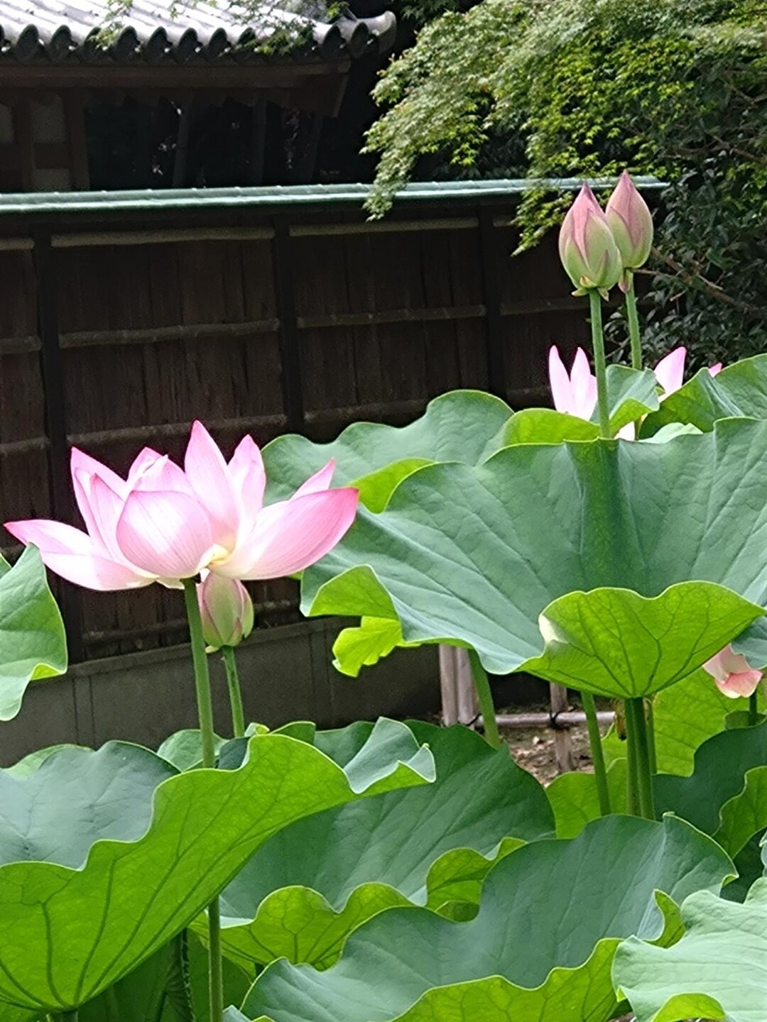 転法輪寺の蓮 / kinu235（きぬ）さんのウォーキングの活動データ | YAMAP / ヤマップ