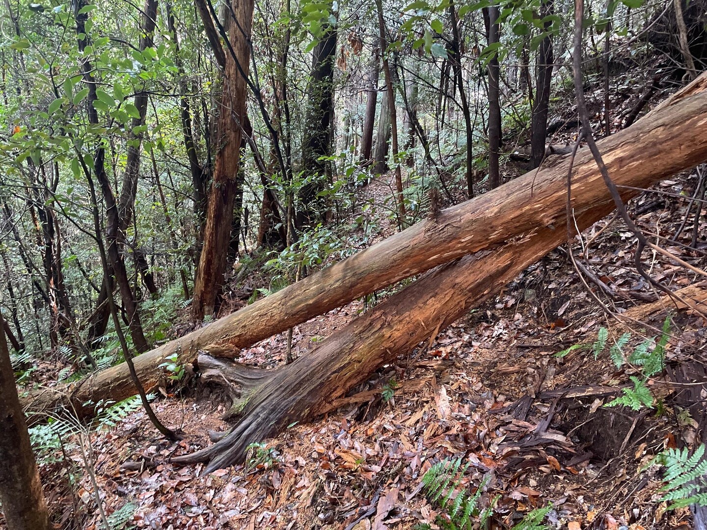 shuさんの投稿したフィールドメモ | YAMAP / ヤマップ