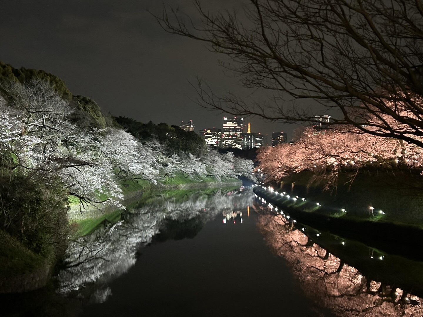 千鳥ヶ淵の夜桜が満開です。ライトアップは... / houjinoさんのモーメント | YAMAP / ヤマップ