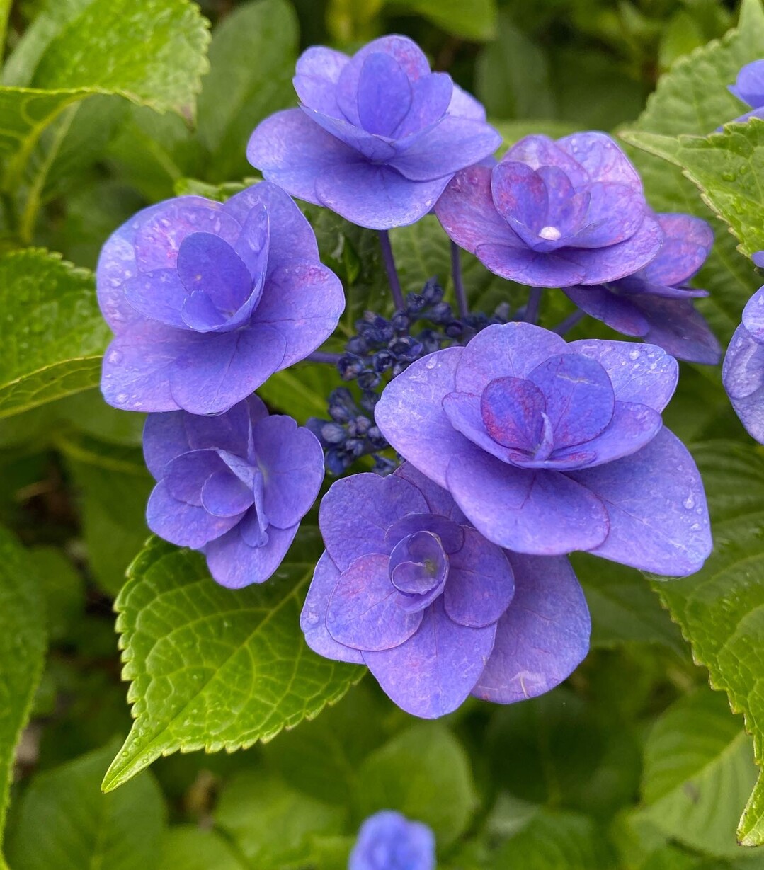 家の紫陽花たち / AZUMBOさんのモーメント | YAMAP / ヤマップ