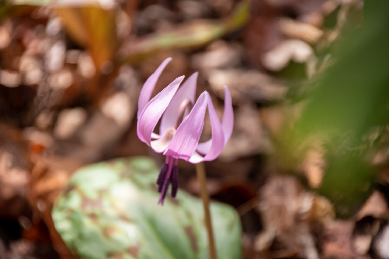 本日は夜勤明けで城山カタクリの里へ🚙 ... / Hazzie.さんのモーメント | YAMAP / ヤマップ