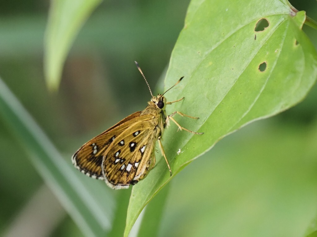 ホソバセセリに初めて会えました。 / JICKさんのモーメント | YAMAP / ヤマップ