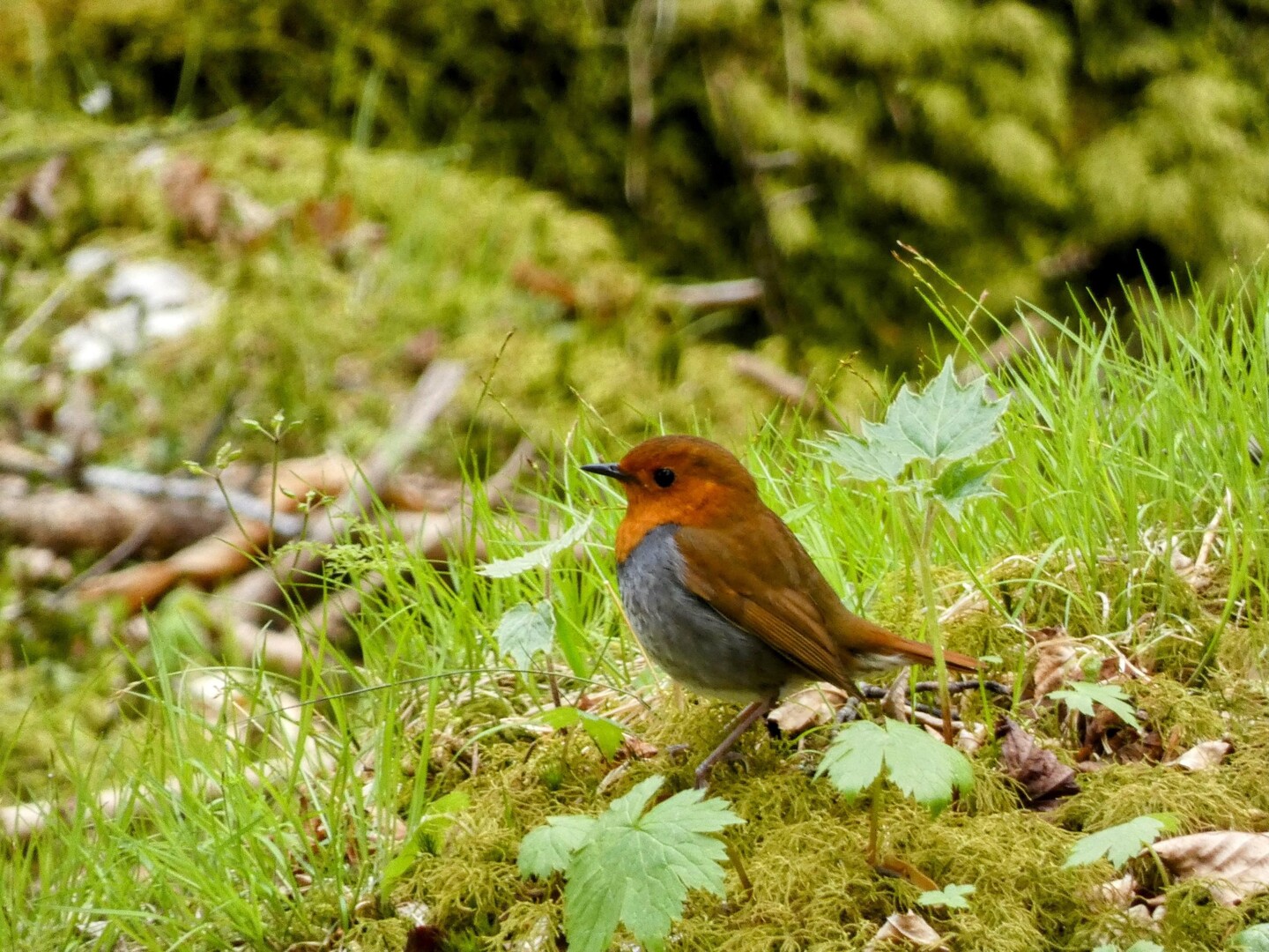 🥀ぉ花見🥀＆🐦鳥撮影🐦-2023-05-03 / G-DRAGONさんの登山の活動データ | YAMAP / ヤマップ