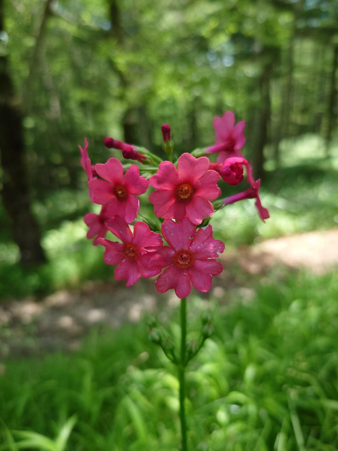 入笠山 / F.銀次郎さんの入笠山の活動日記 | YAMAP / ヤマップ