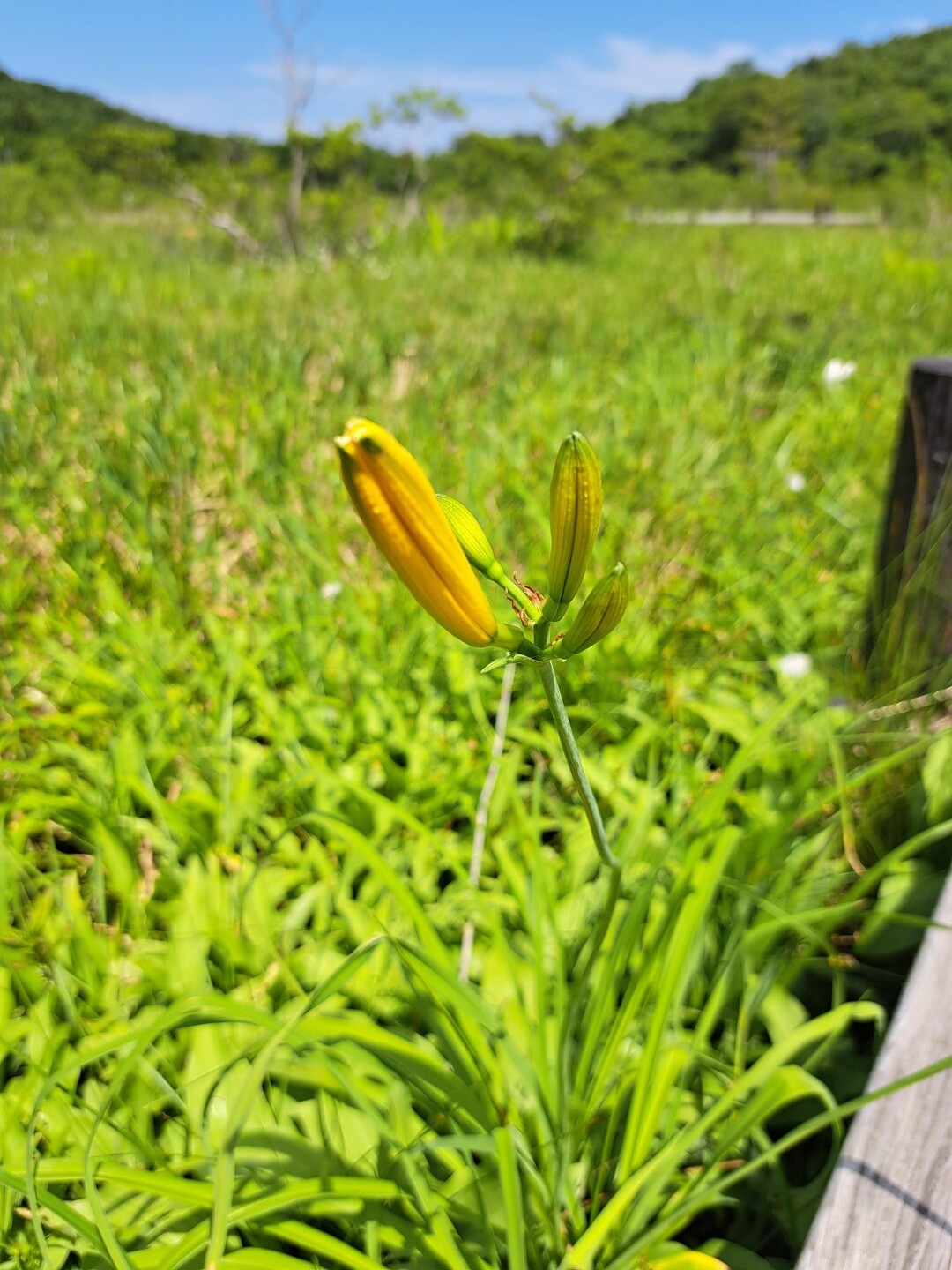 世界谷地(ニッコウキスゲは？) / こんでええねんさんのウォーキングの活動データ | YAMAP / ヤマップ