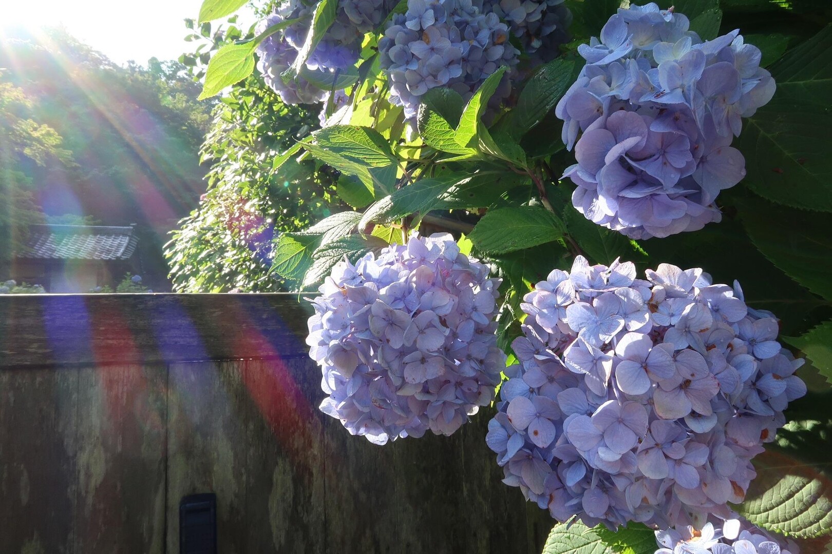 朝活☀️ 紫陽花めぐる鎌倉さんぽ / heeさんの鎌倉アルプス（大平山・天台山）の活動データ | YAMAP / ヤマップ
