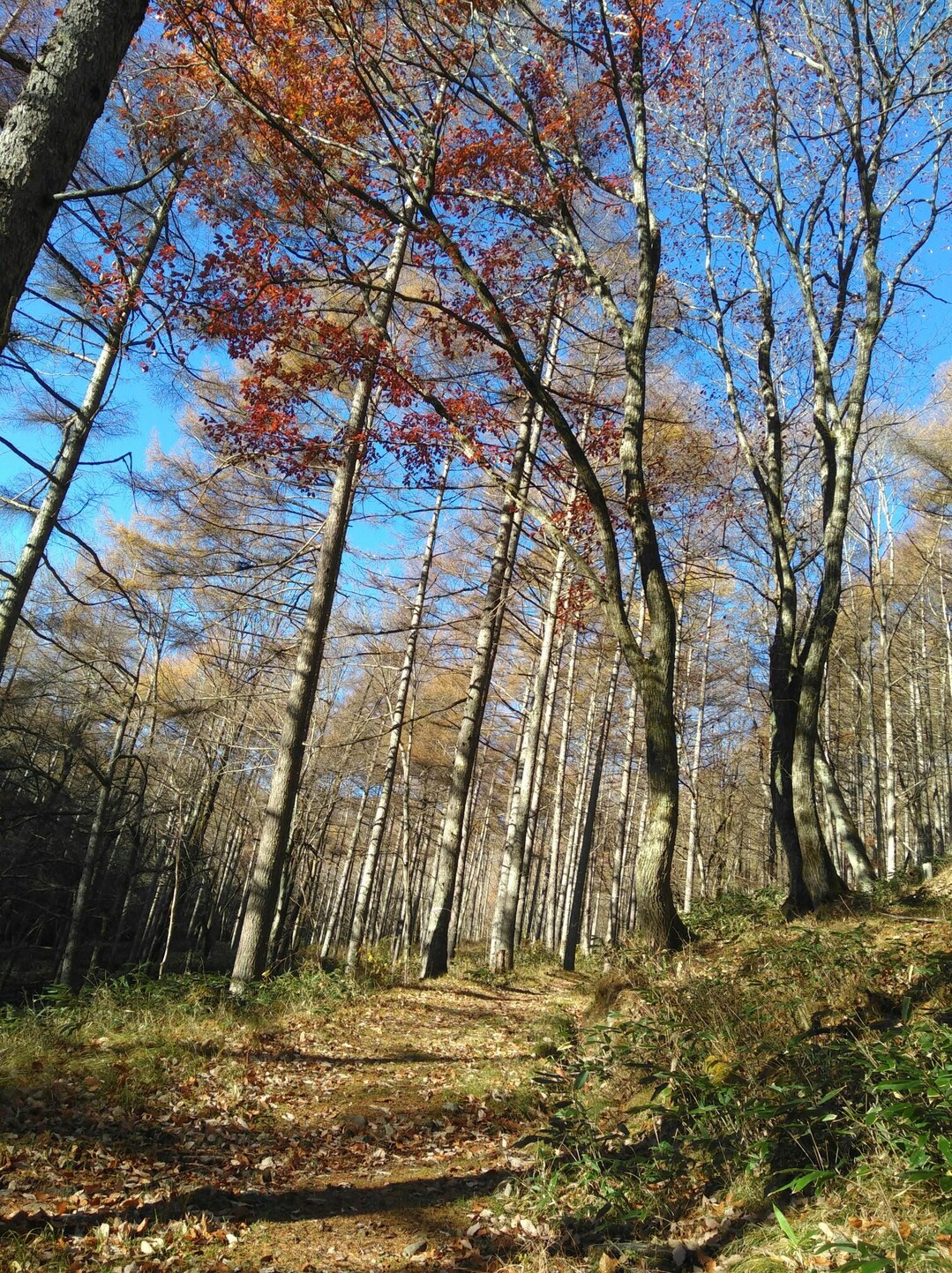 中山道（和田~和田峠~下諏訪 2023... / wwさんのモーメント | YAMAP / ヤマップ