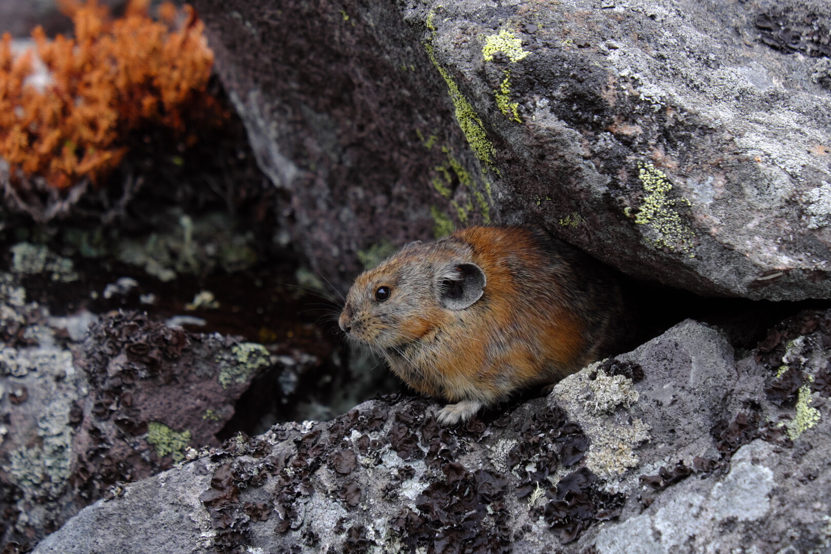 東ヌプカウシヌプリ / ふかせ丸さんの札幌市の活動データ | YAMAP / ヤマップ