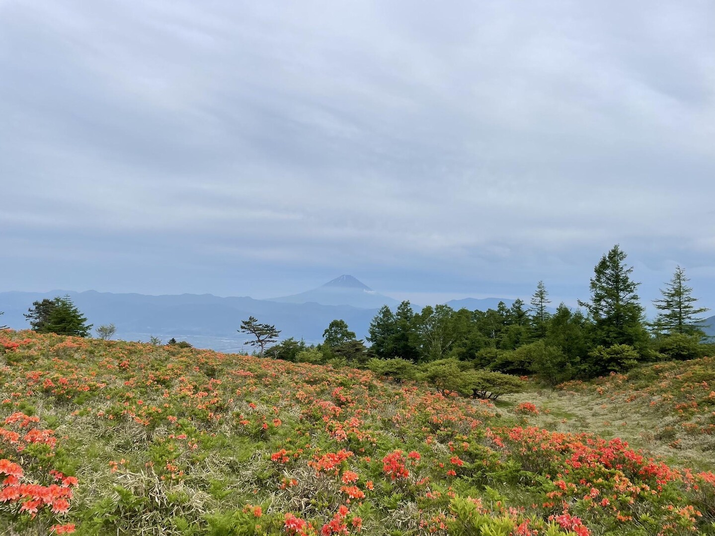 甘利山 / tomcatさんの鳳凰山・地蔵岳・観音岳・薬師岳の活動データ | YAMAP / ヤマップ