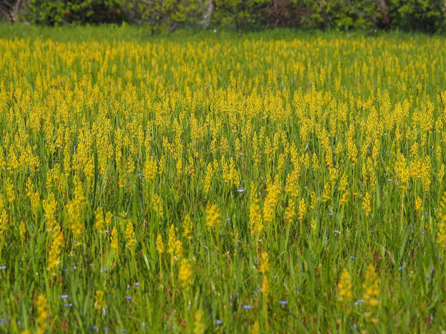 YY登山部 キンコウカ満開！燧ヶ岳登山 / YYさんの尾瀬・燧ヶ岳の活動日記 | YAMAP / ヤマップ